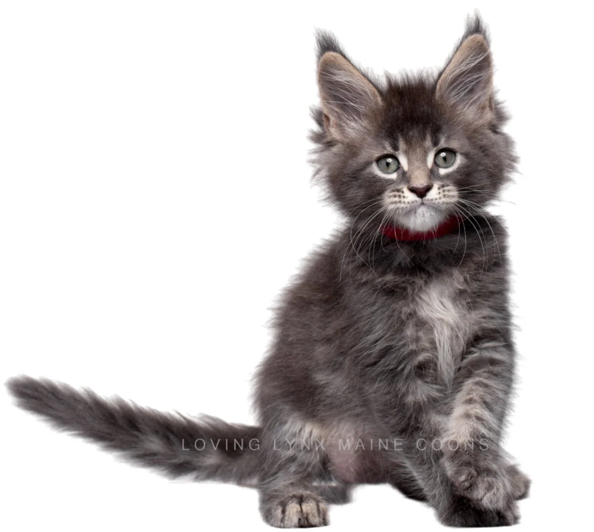 Maine Coon Cat Breed