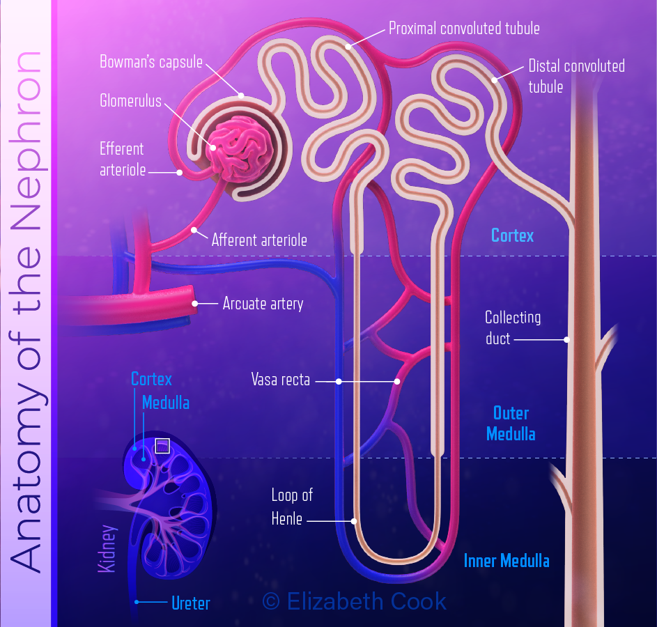 Elizabeth Cook Communication DesignElizabeth Cook Design