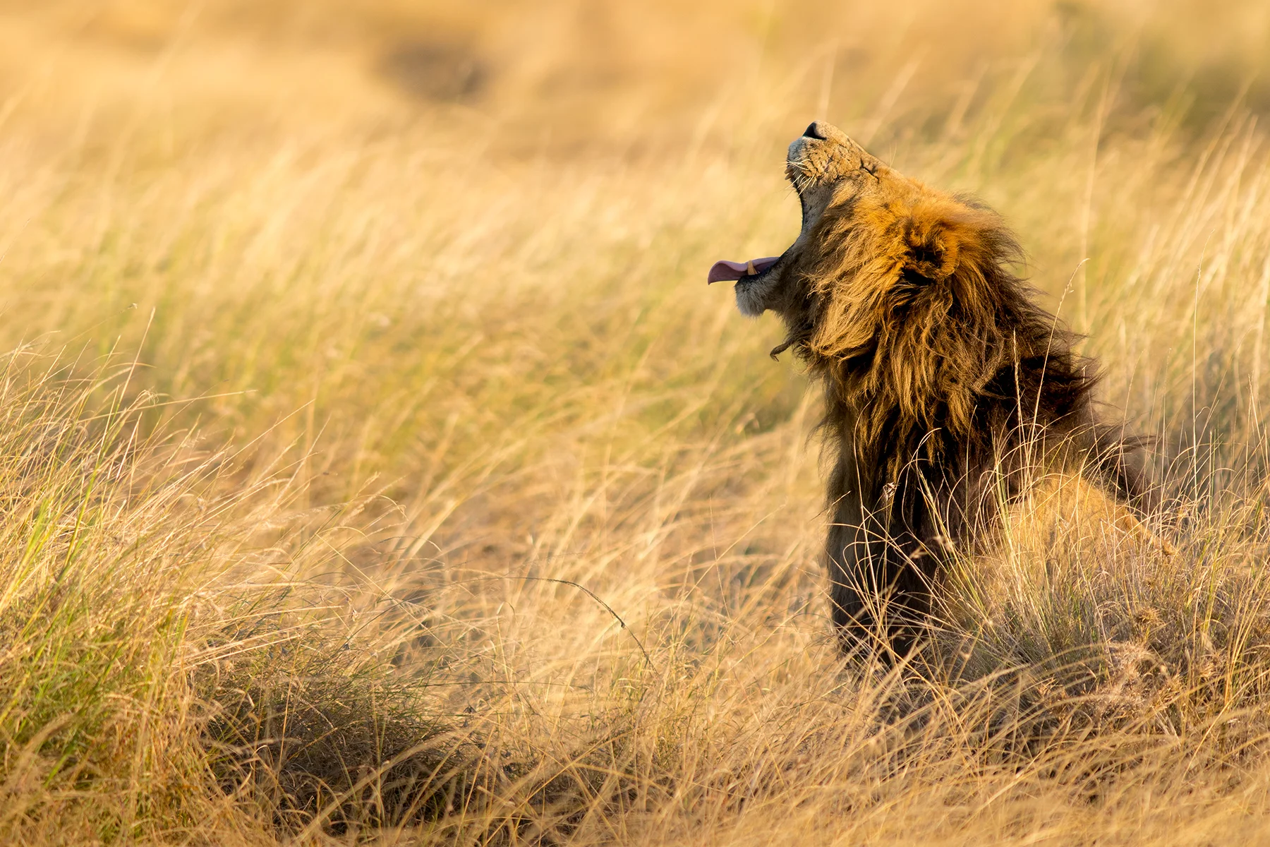 An Indomitable Soul – A Lion Named Scar — Faizel Ismail
