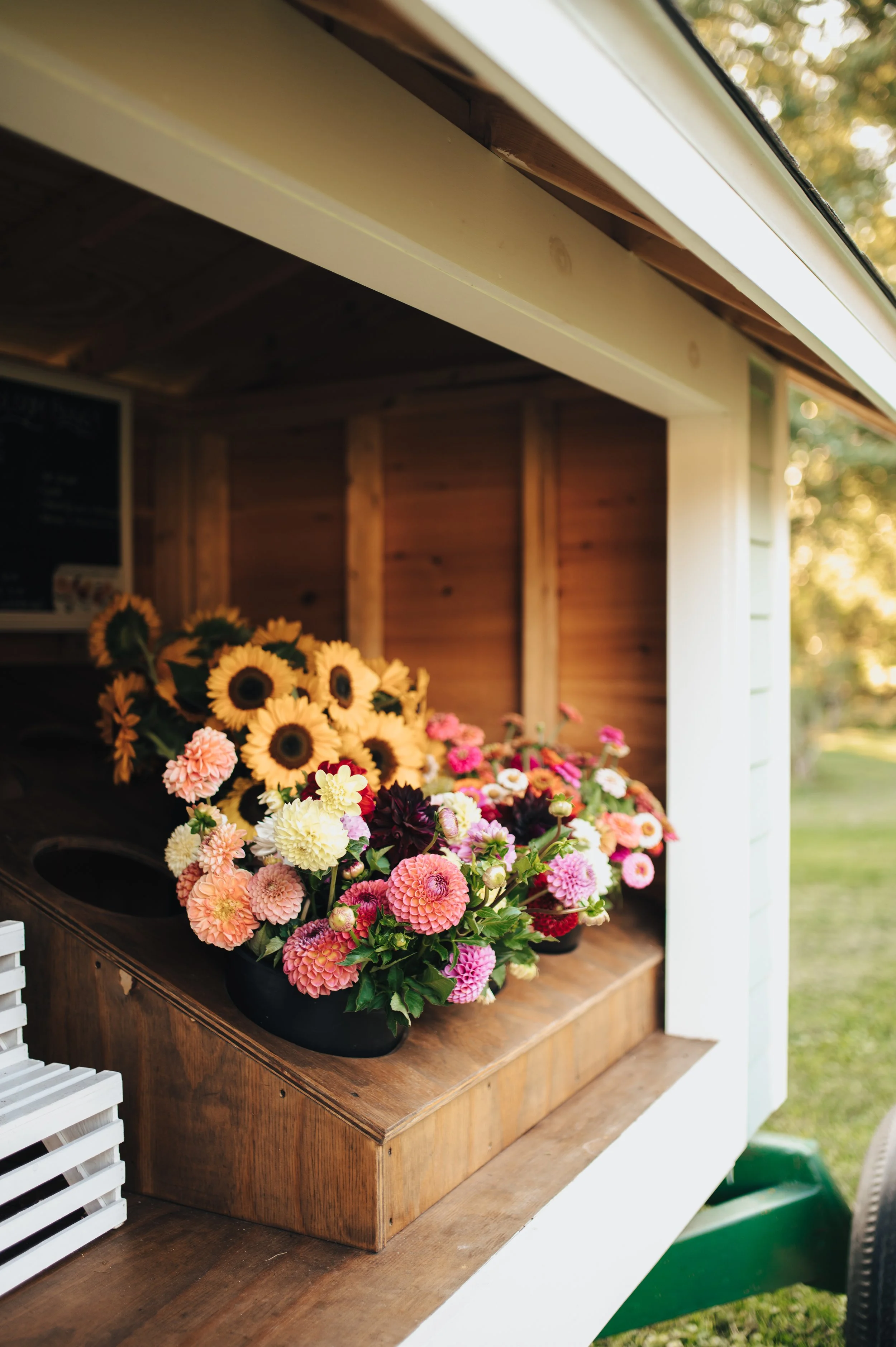 The Flower Field — Little Ann's Flowers