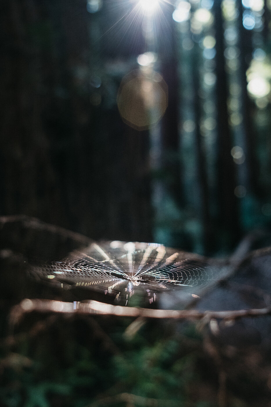 Real Life Images Photography