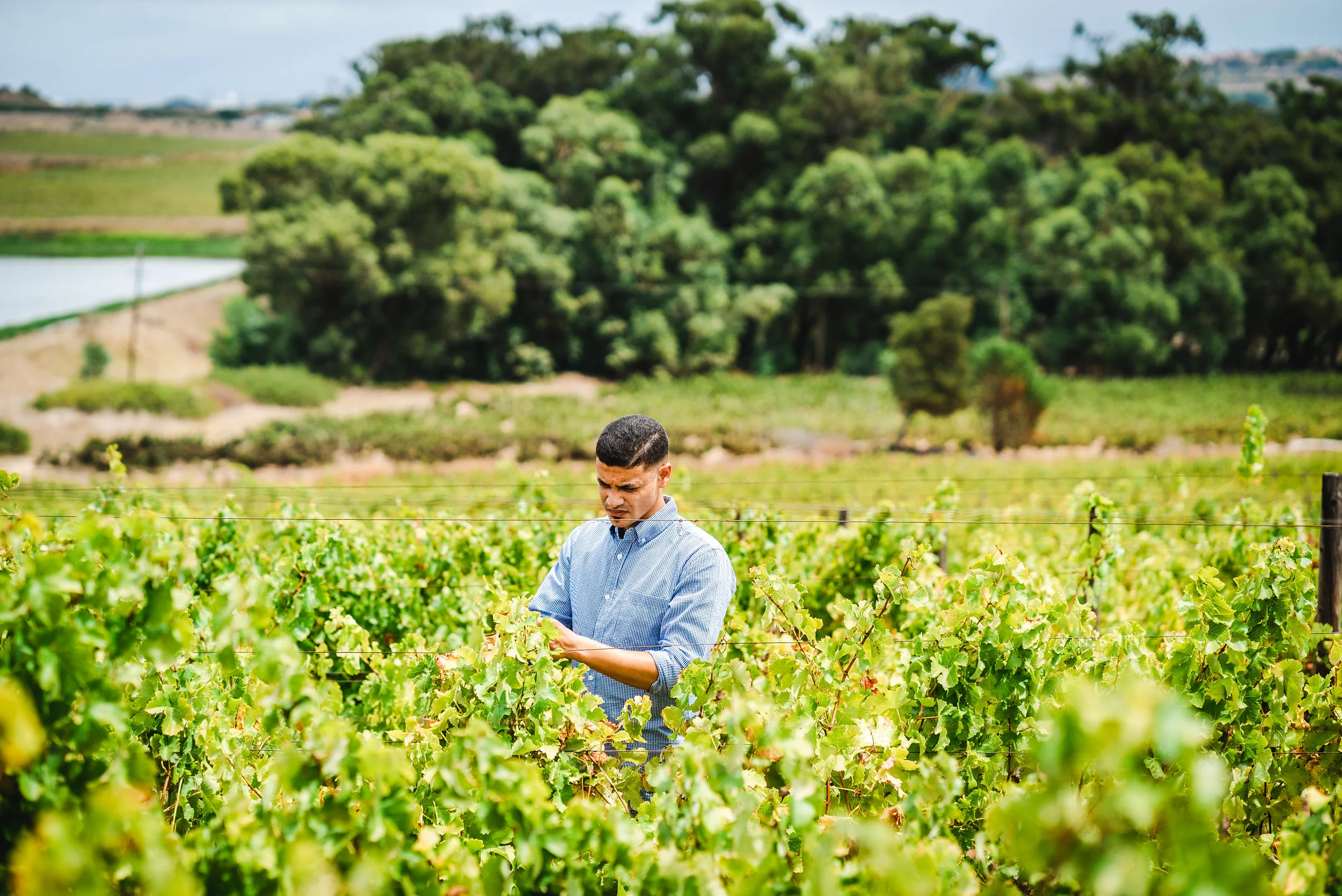Indaba Wines