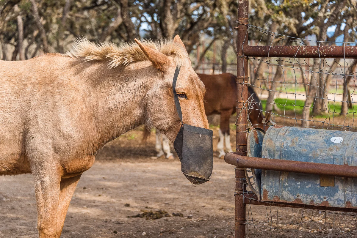 Paul Garrison III — Juan Santillan