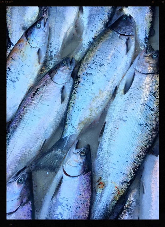 Citizen Salmon Alaska