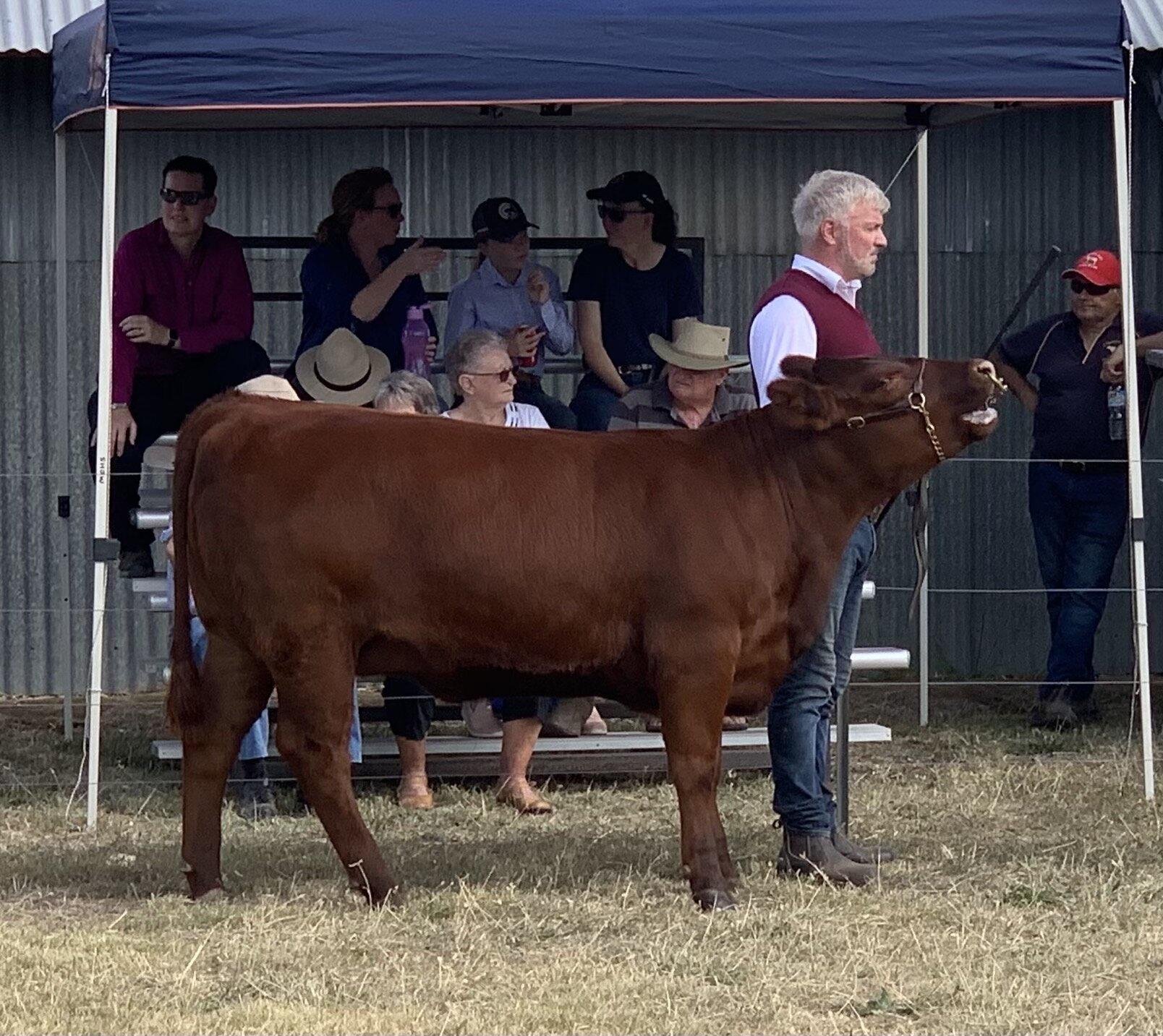 Mt Charlie Red Angus Success at Euroa Autumn Cattle Show 2021 — Mt ...