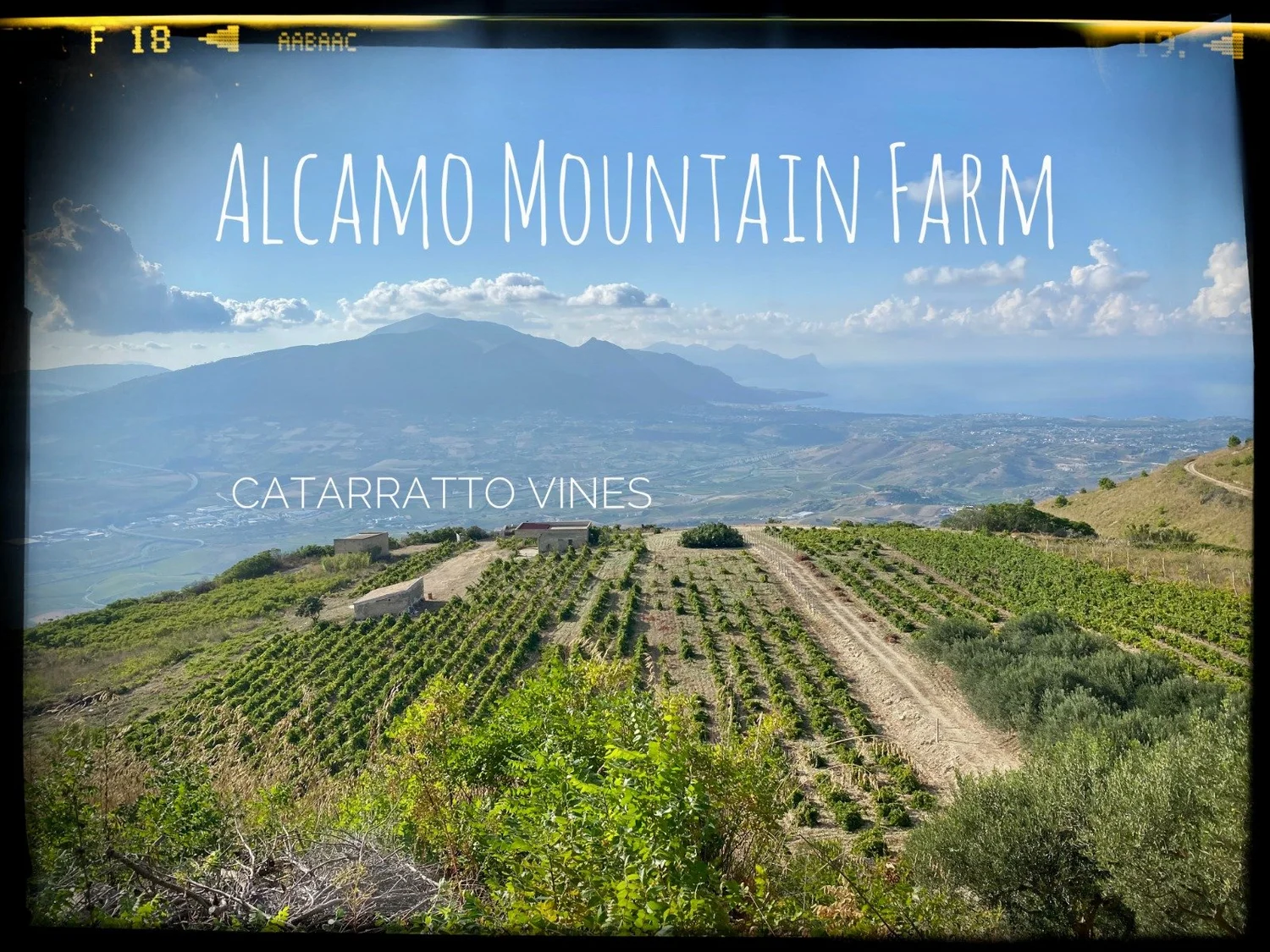 Explore our natural winery and organic farm, Sicily-Italy | Elios