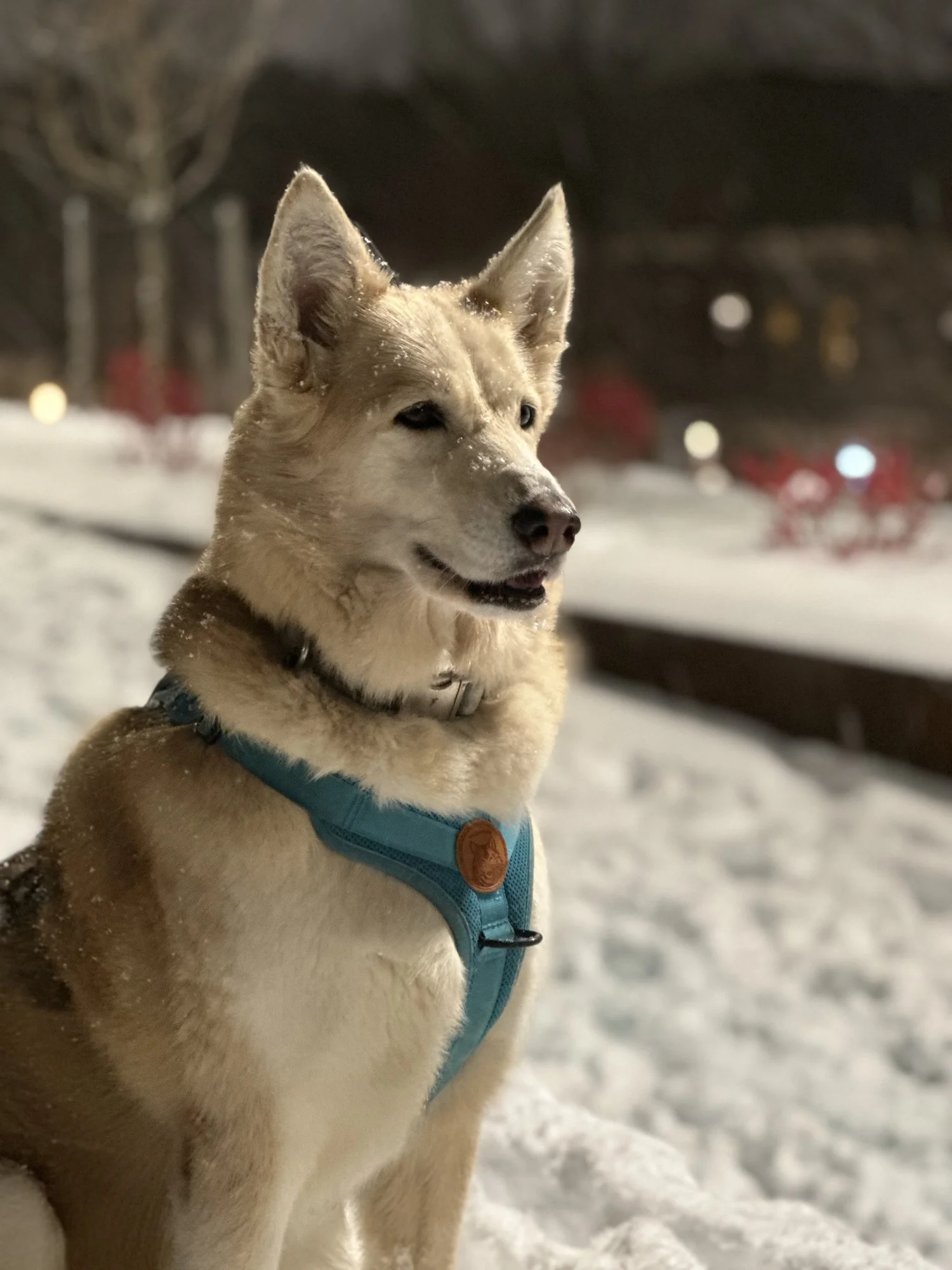 Cold Weather Safety Tips For Dogs — Bark + Boarding