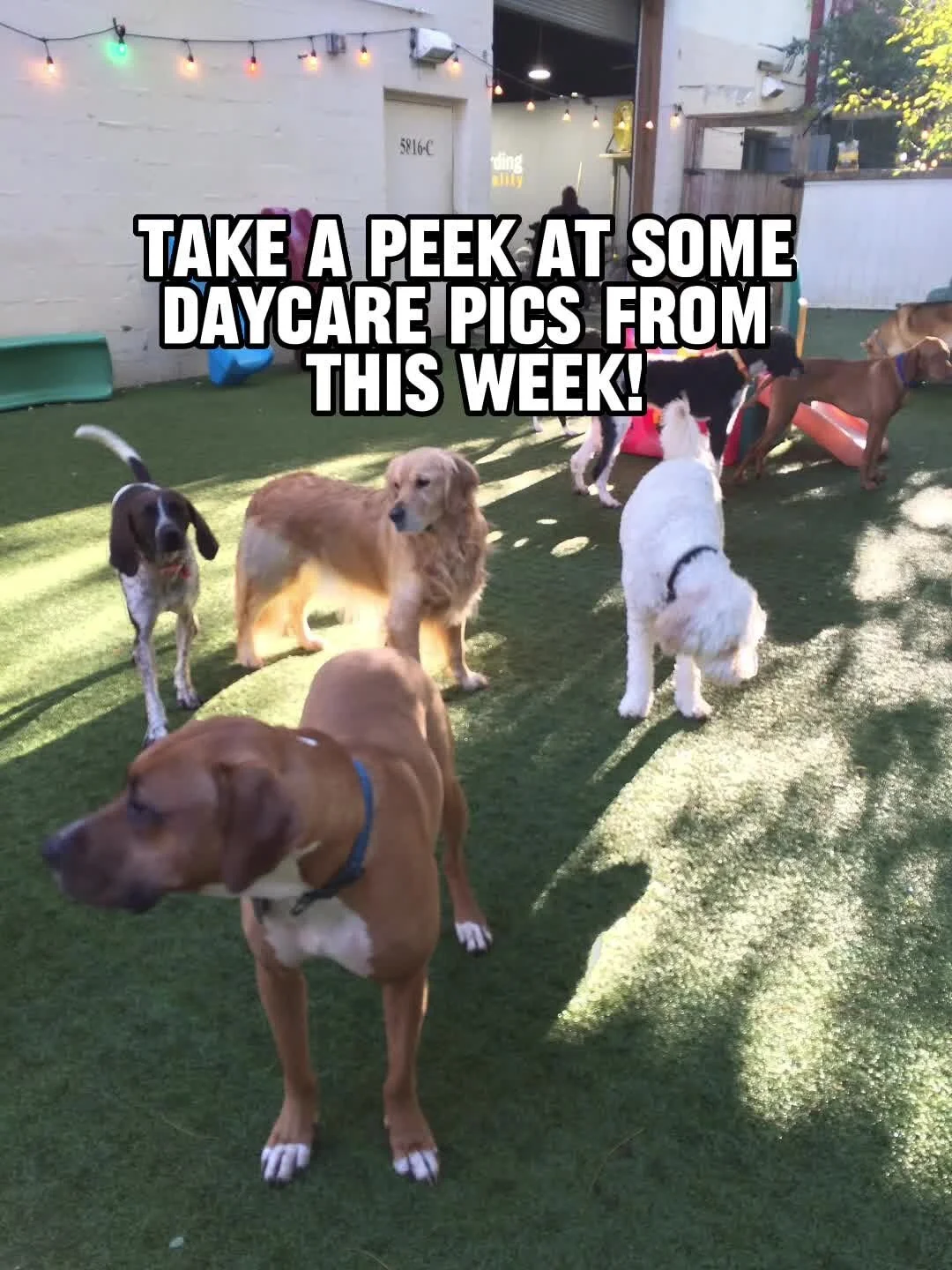 Bark + Boarding: The One Stop Pet Shop