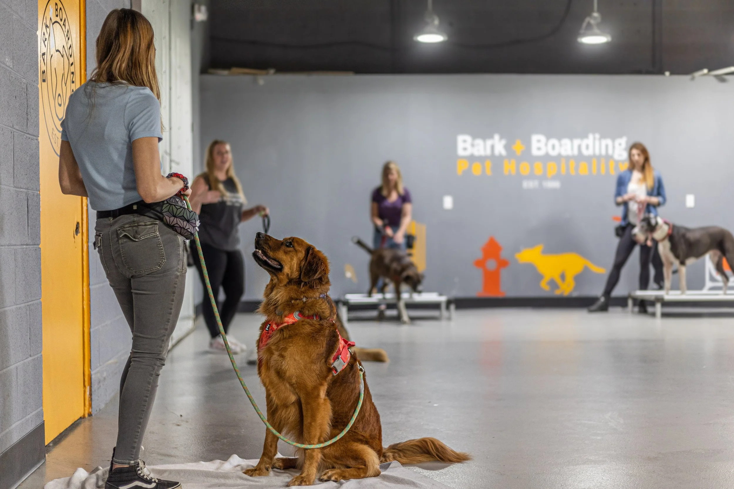 Private Training — Bark + Boarding