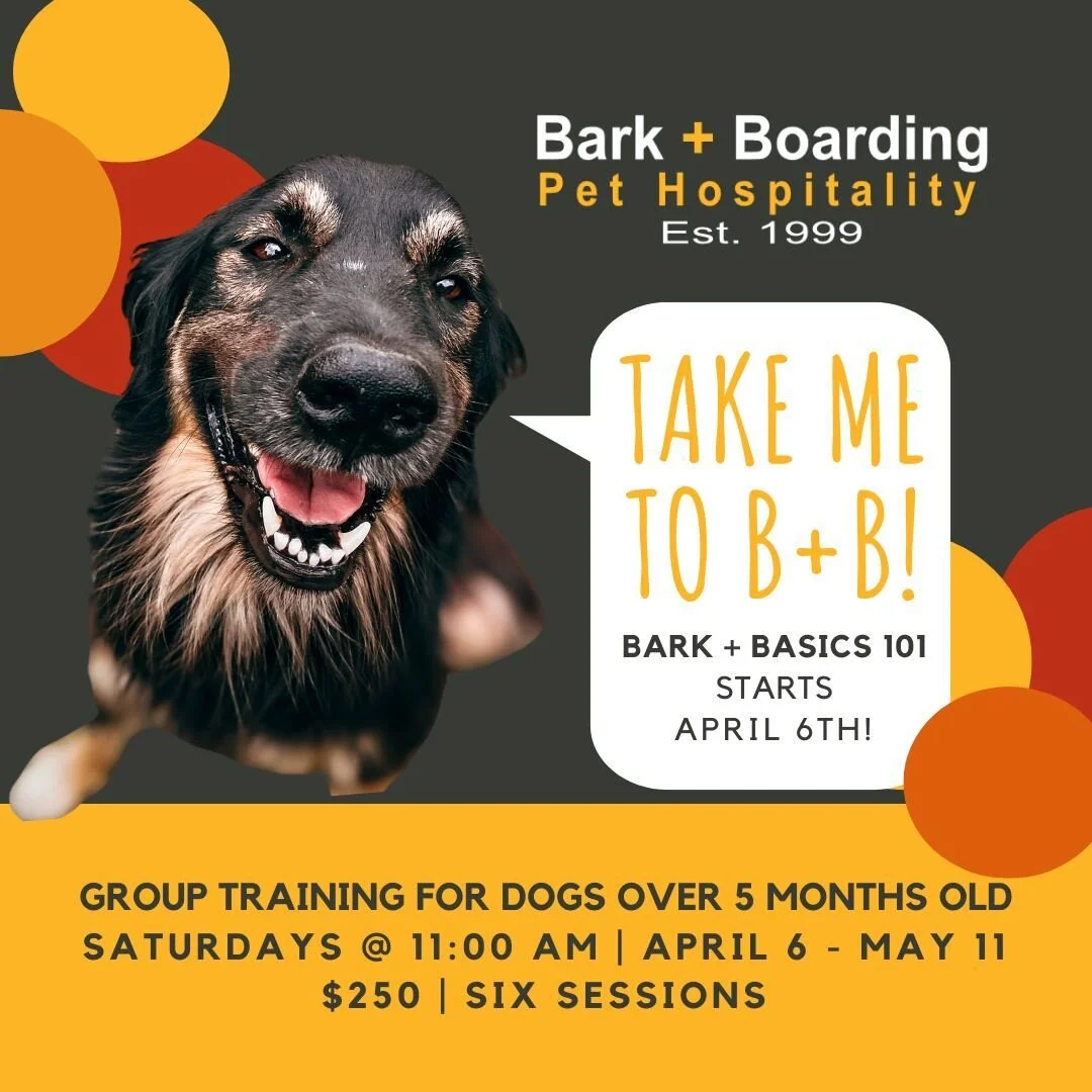 Bark + Boarding: The One Stop Pet Shop