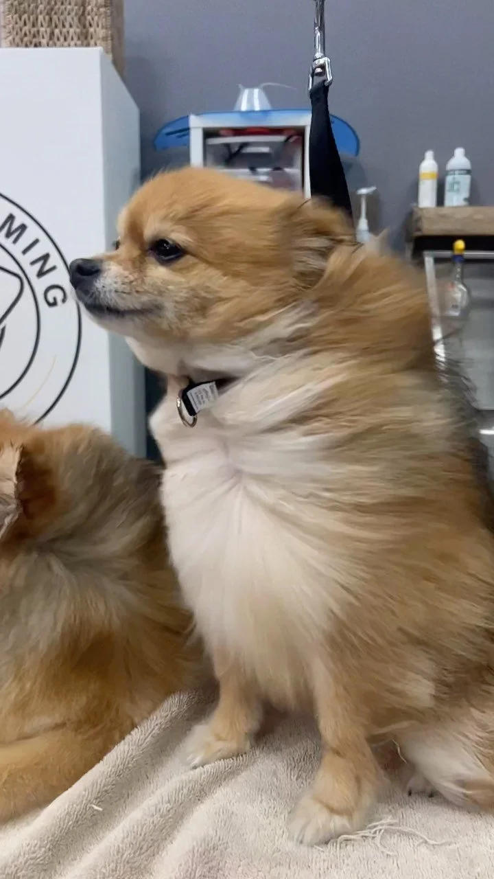 Bark + Boarding: The One Stop Pet Shop