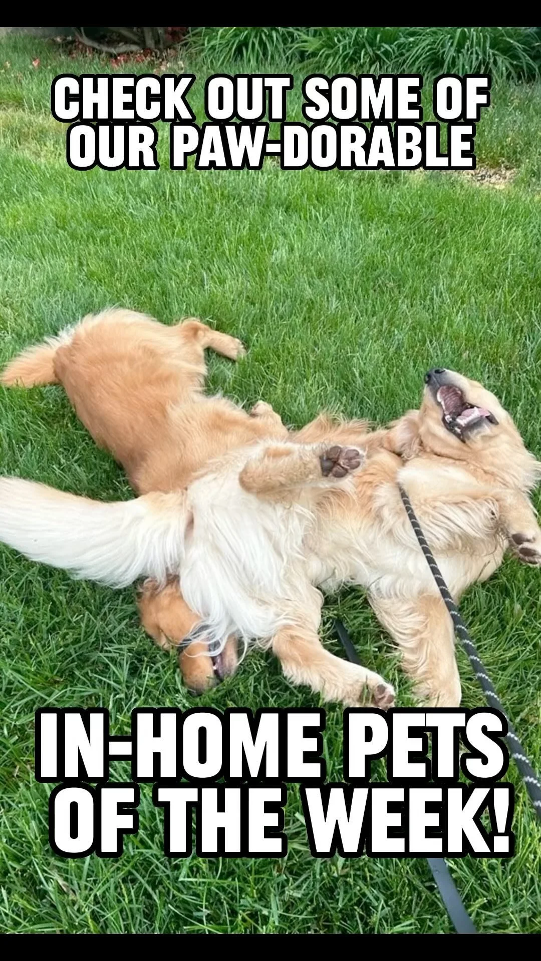 Bark + Boarding: The One Stop Pet Shop