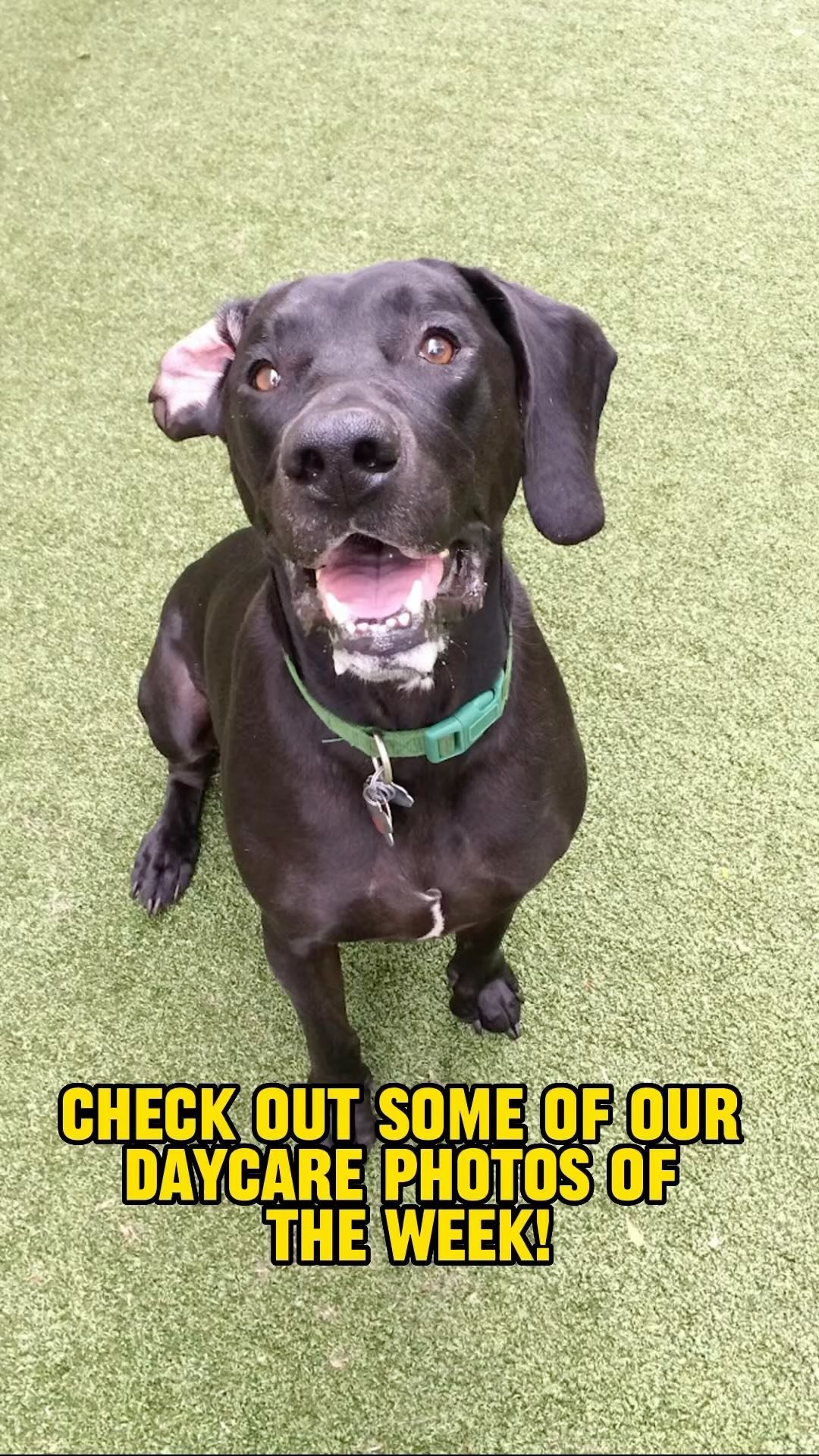 Bark + Boarding: The One Stop Pet Shop