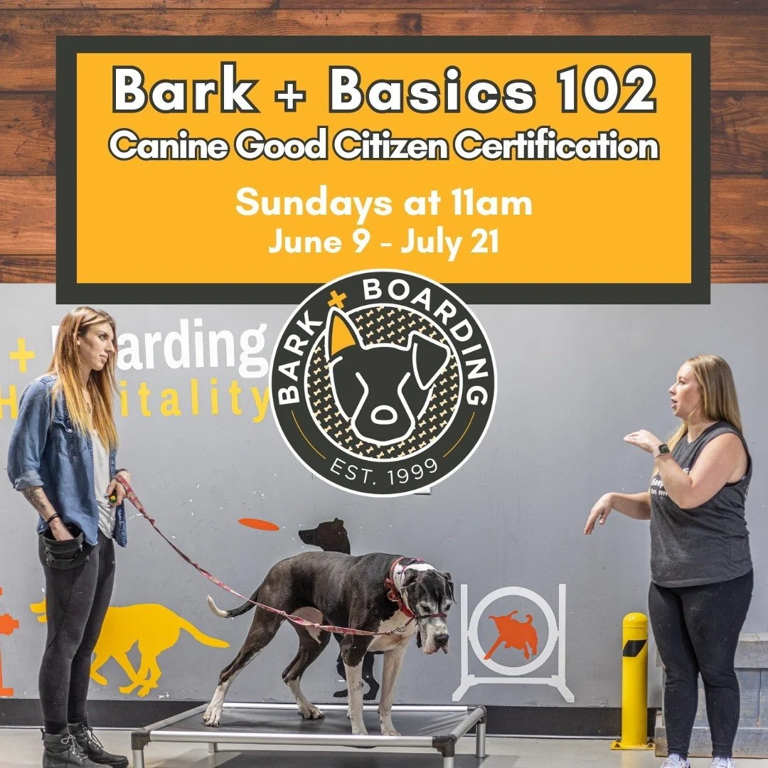 Bark + Boarding: The One Stop Pet Shop