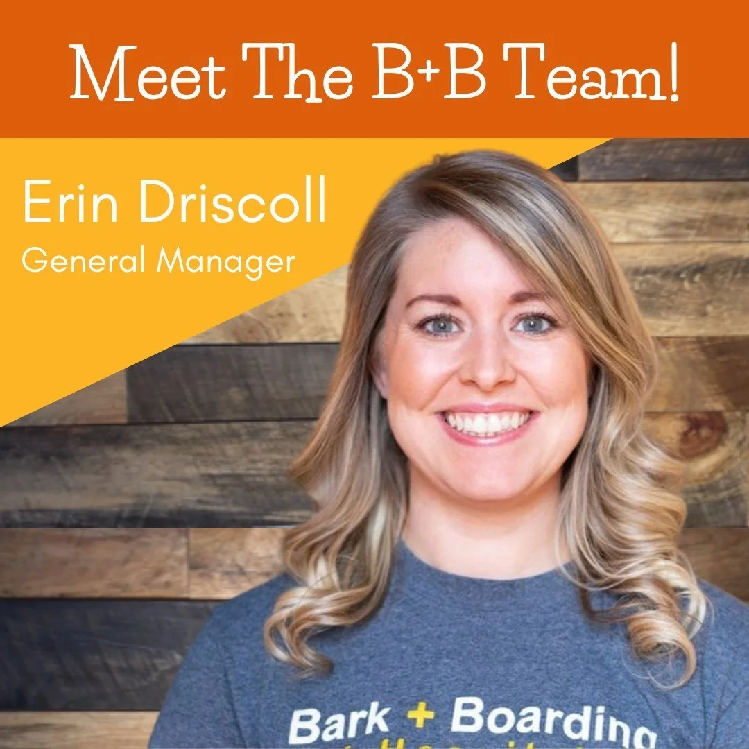 Doggie Daycare, Boarding, Grooming + Training in Manassas VA — Bark ...