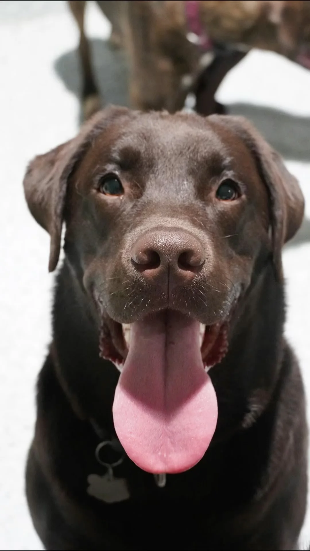 Bark + Boarding: The One Stop Pet Shop