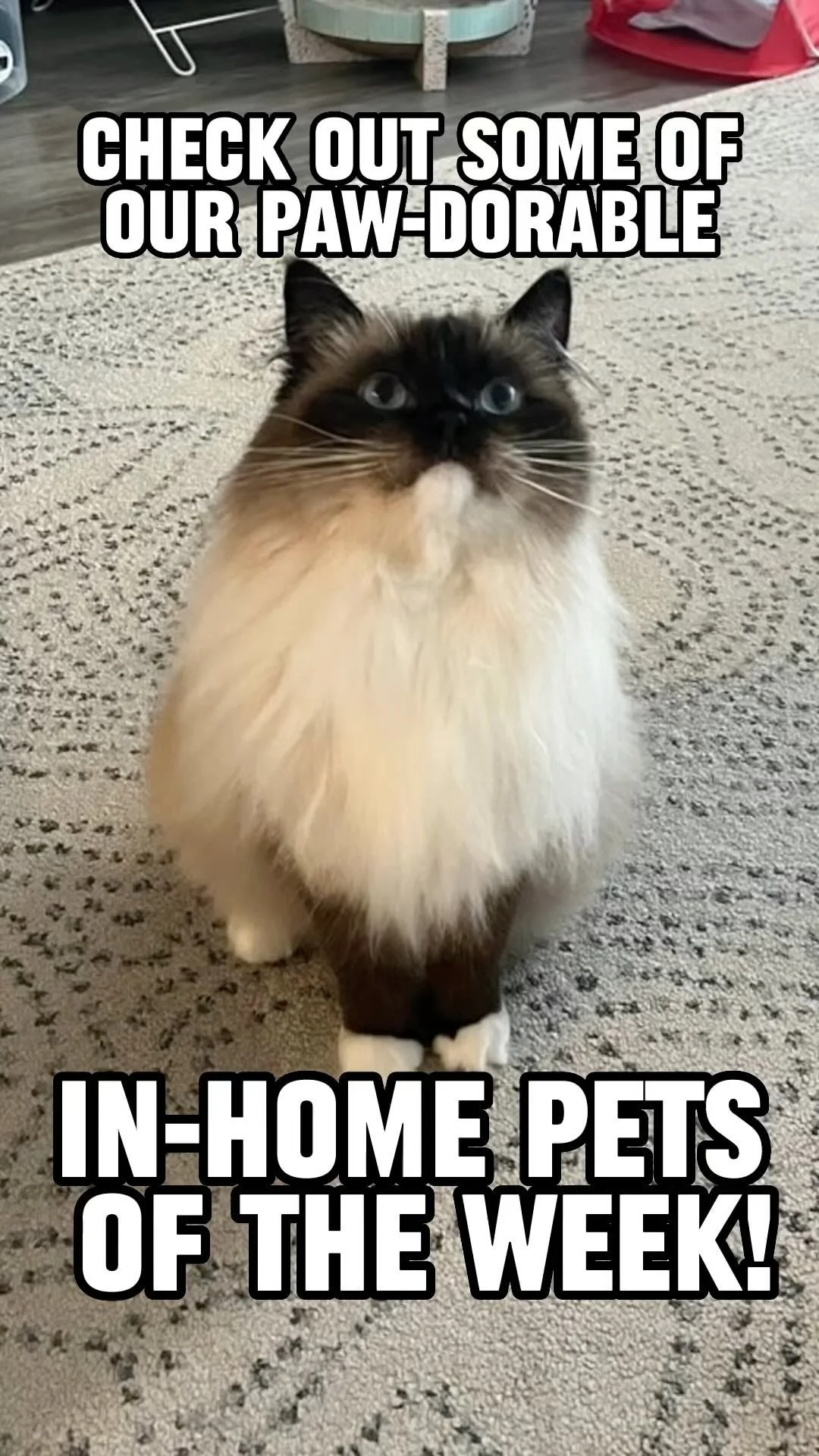 Bark + Boarding: The One Stop Pet Shop