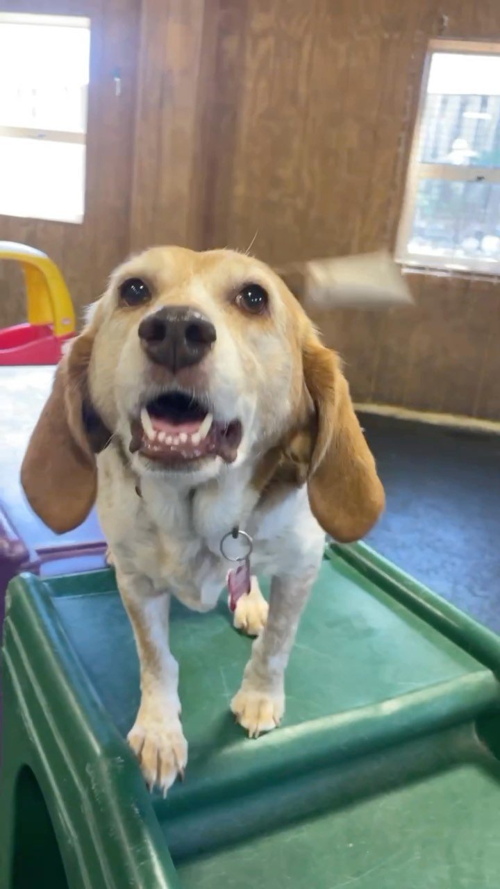 Doggie Daycare, Boarding, Grooming + Training in Manassas VA — Bark ...