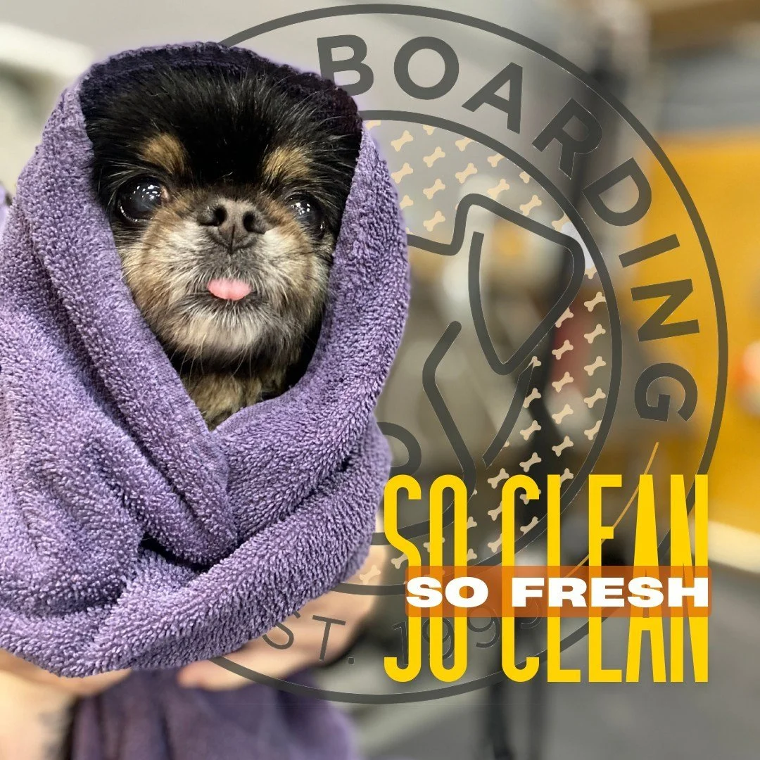 Bark + Boarding: The One Stop Pet Shop