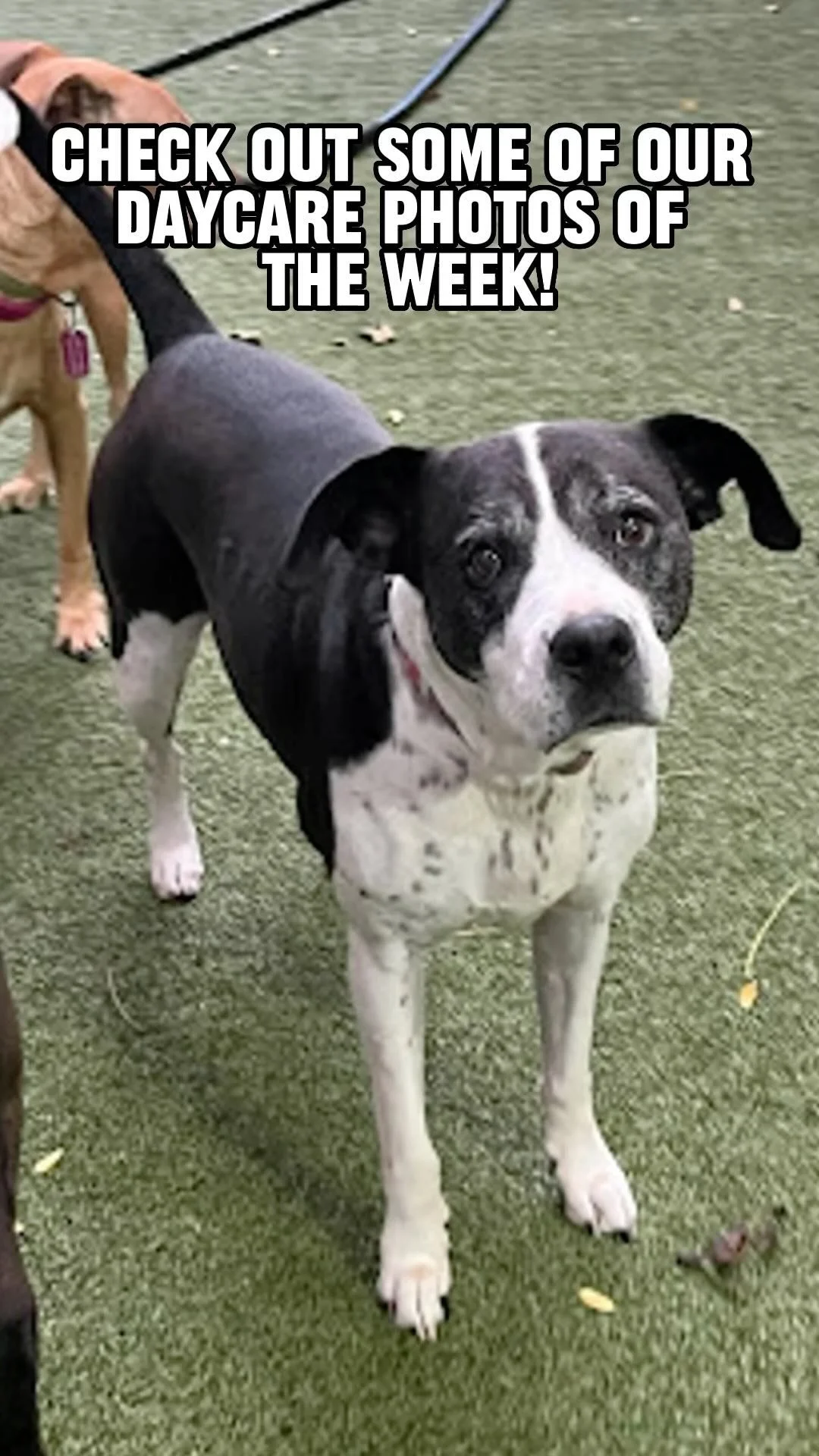 Bark + Boarding: The One Stop Pet Shop