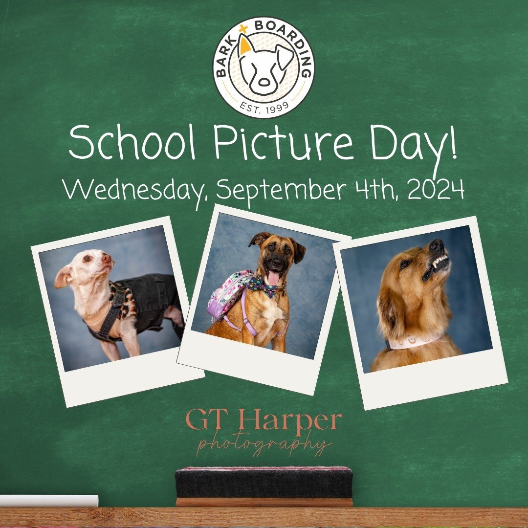 Bark + Boarding: The One Stop Pet Shop