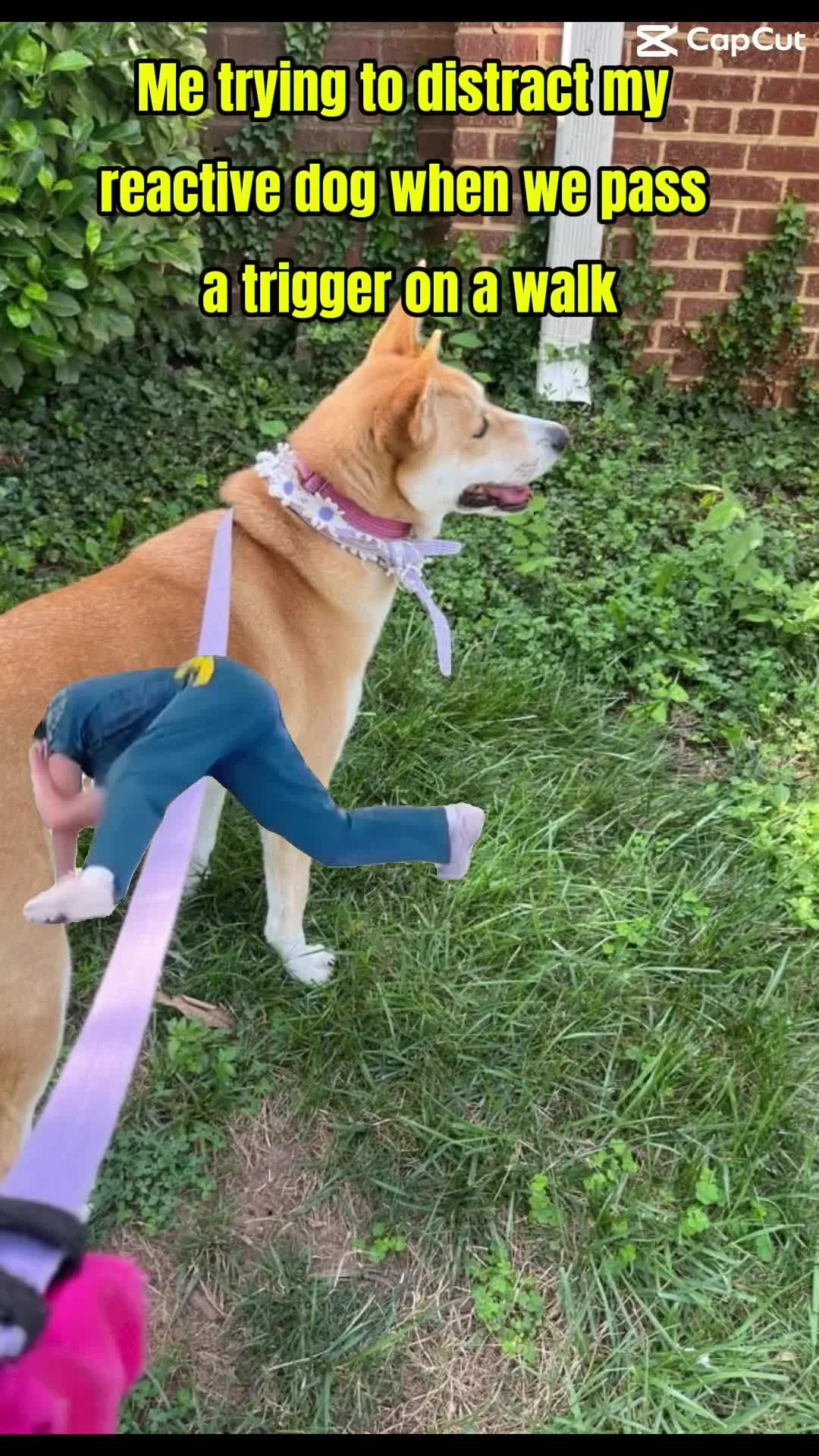 Bark + Boarding: The One Stop Pet Shop