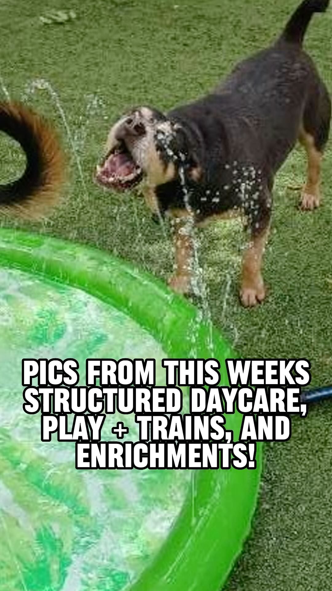 Bark + Boarding: The One Stop Pet Shop