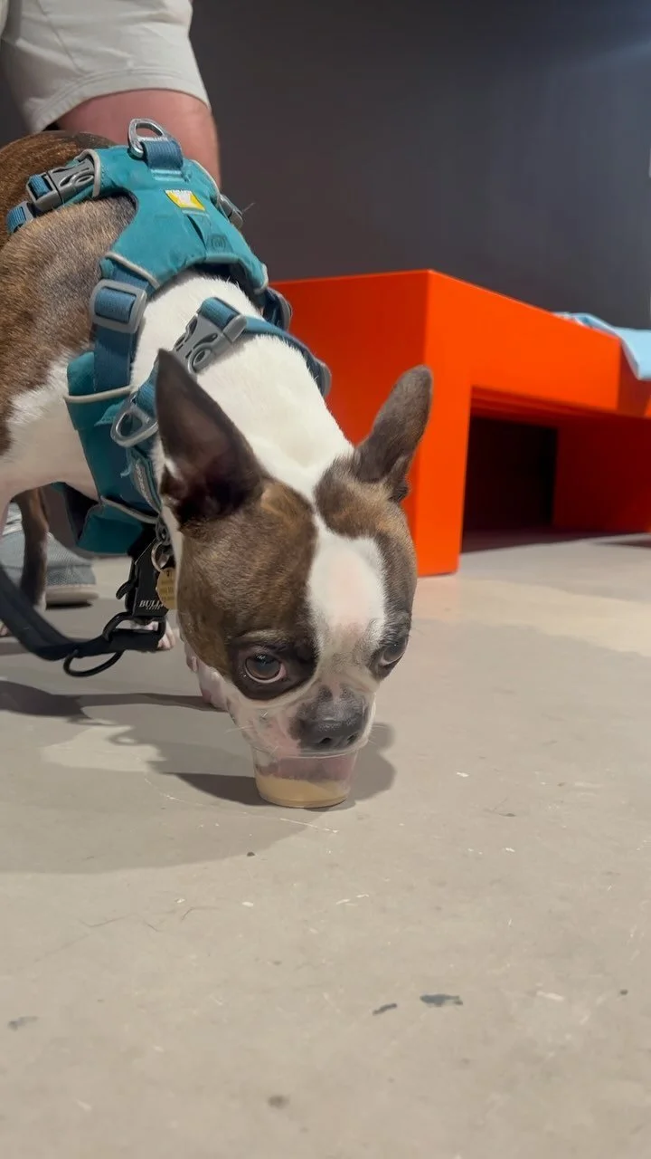 Bark + Boarding: The One Stop Pet Shop