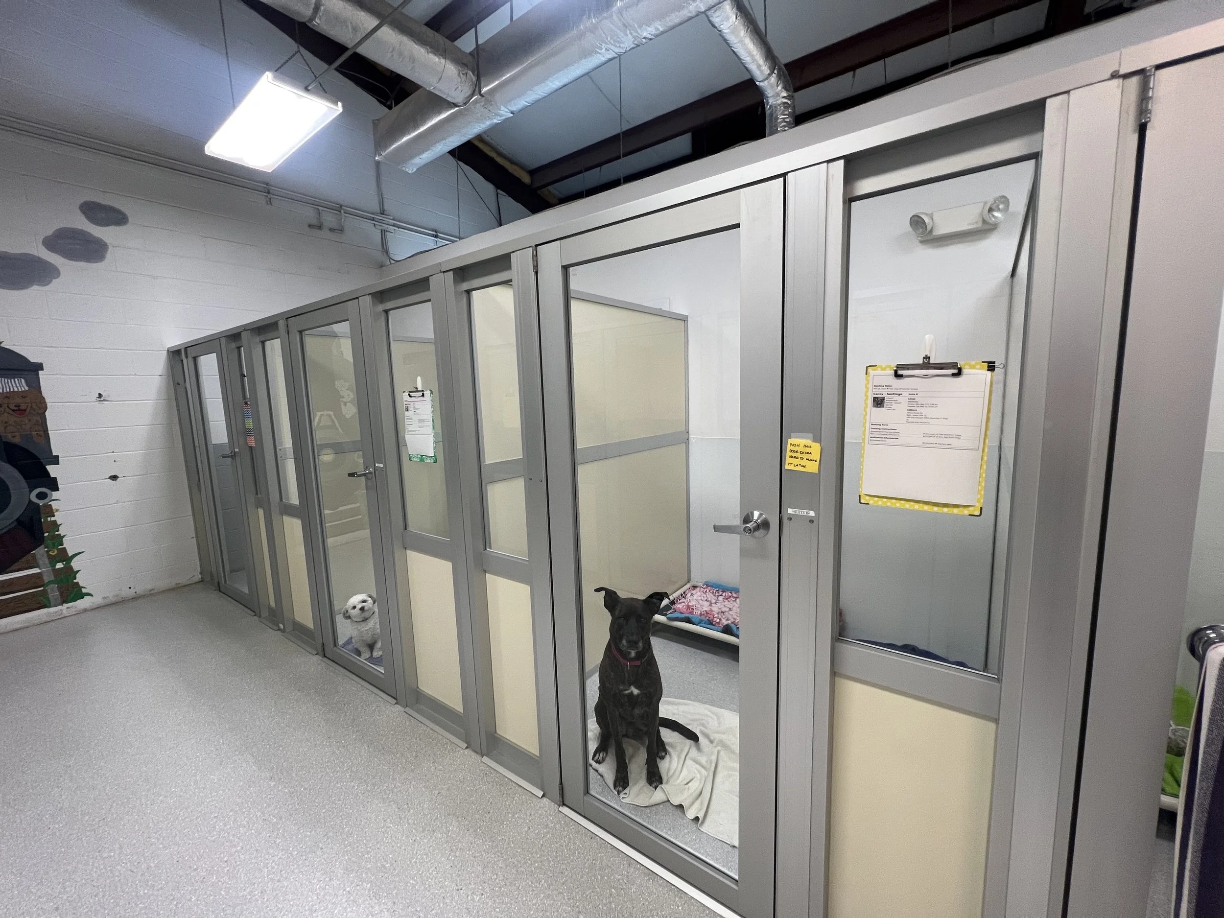 Dog Boarding — Bark + Boarding