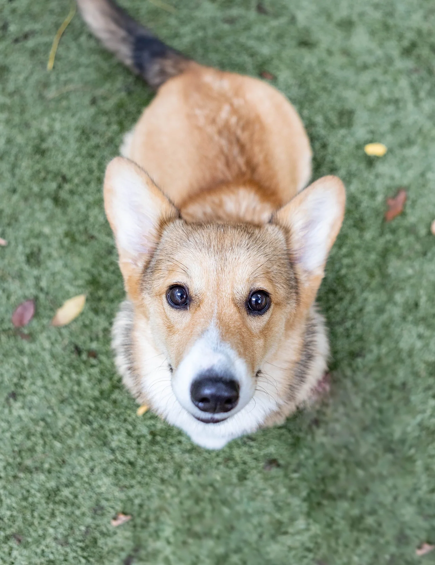 The Benefits of the Canine Good Citizen Test (CGC) — Bark + Boarding