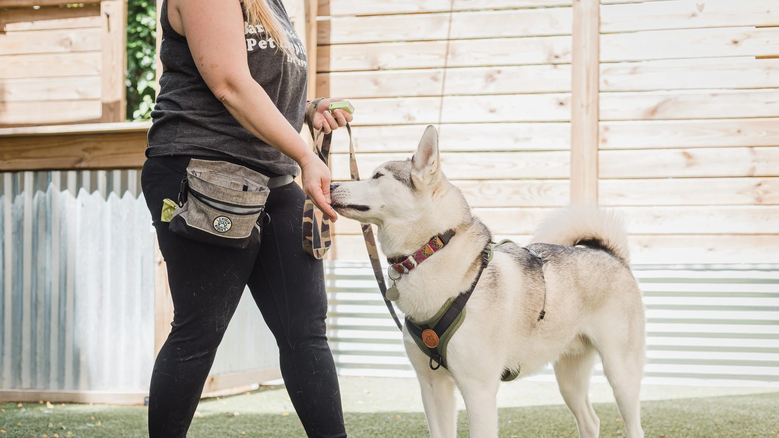 8 Essential Puppy Training Tips for Success — Bark + Boarding