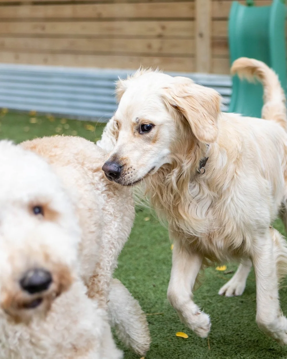 Why Dogs Hump in Daycare: Understanding and Managing Humping in Spayed ...