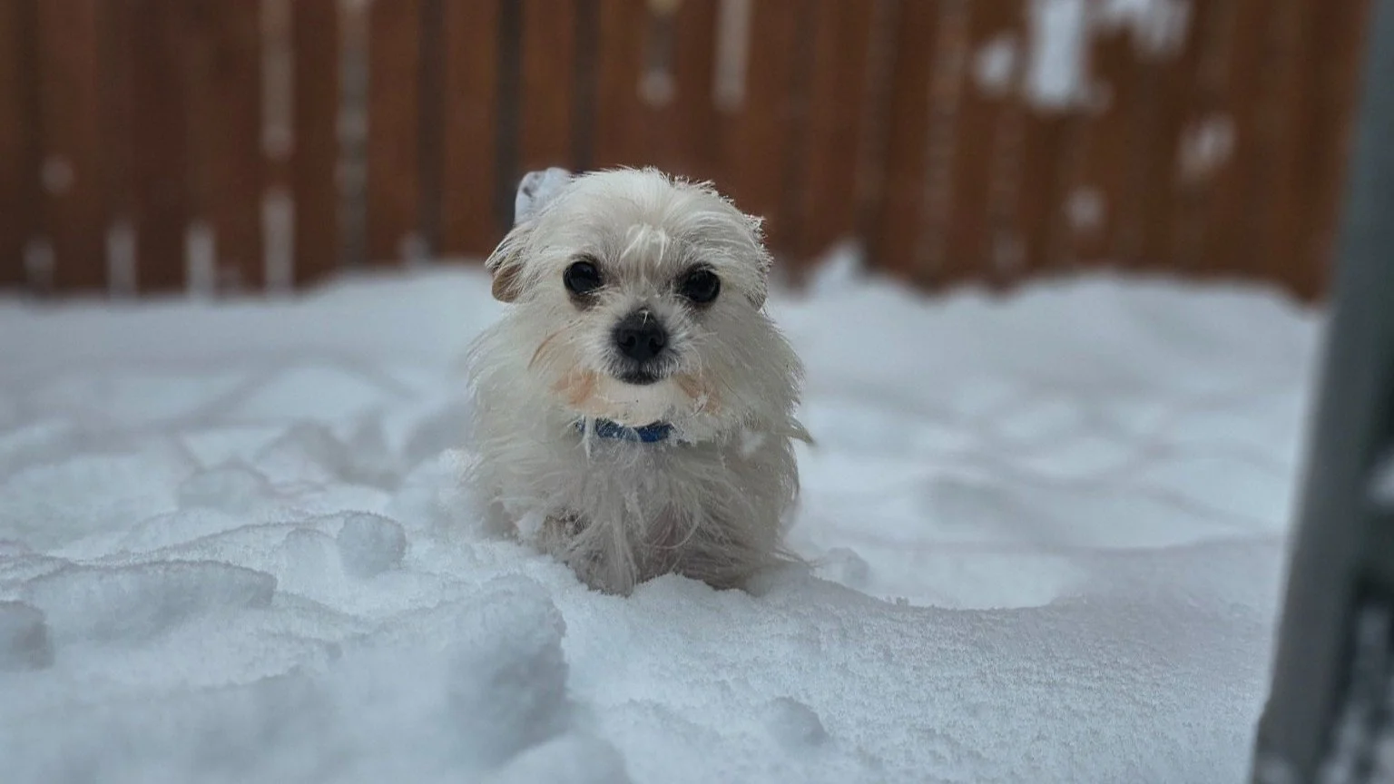 Cold Weather Safety Tips For Dogs — Bark + Boarding
