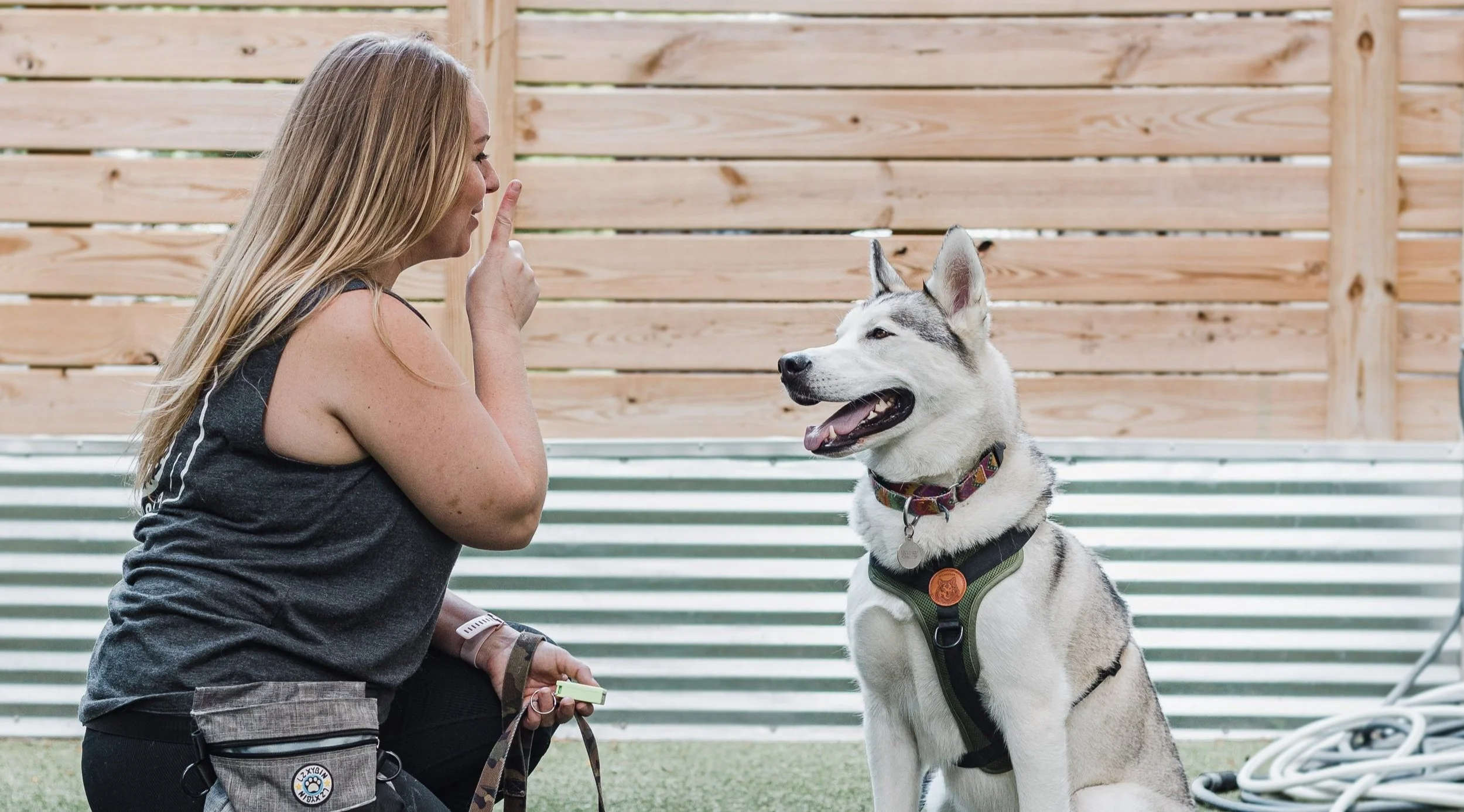 Why Is My Dog Barking? Tips For Managing Excessive Barking — Bark ...