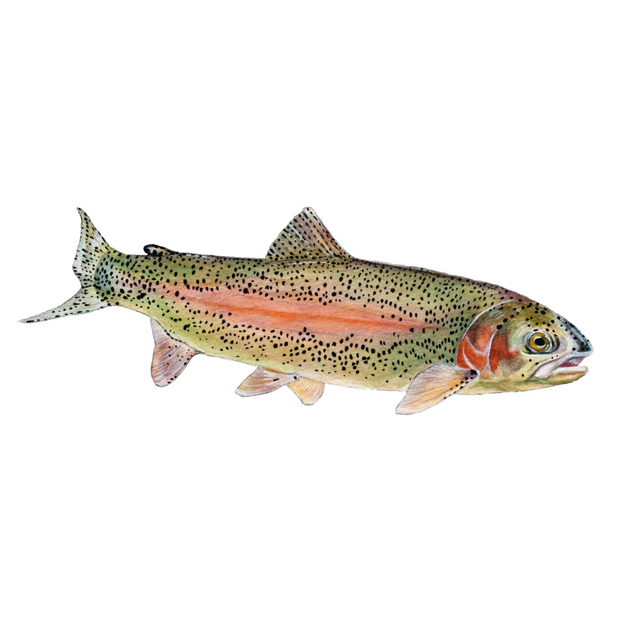 Rainbow Trout Fish Drawing
