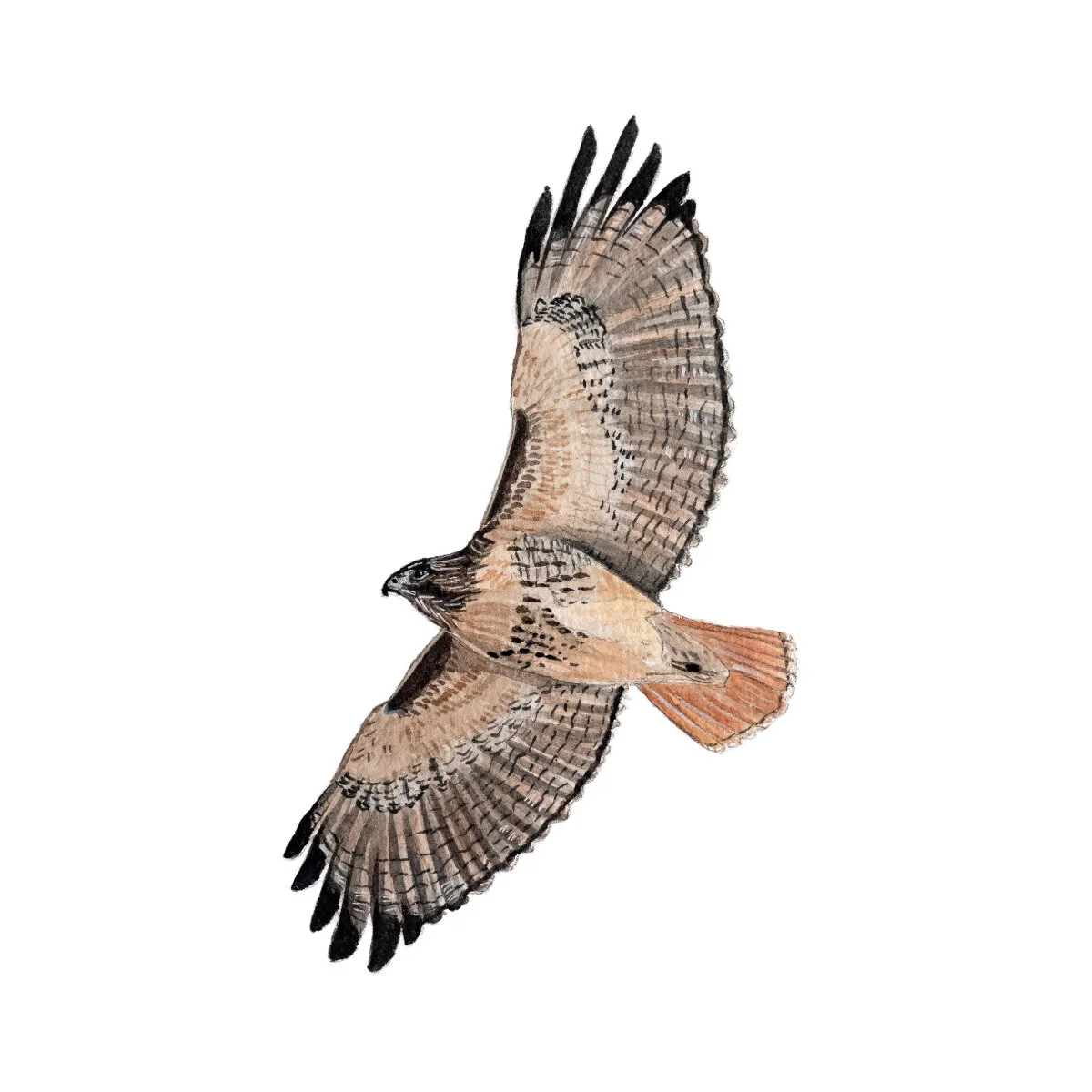 Red Tailed Hawk Flying Drawing