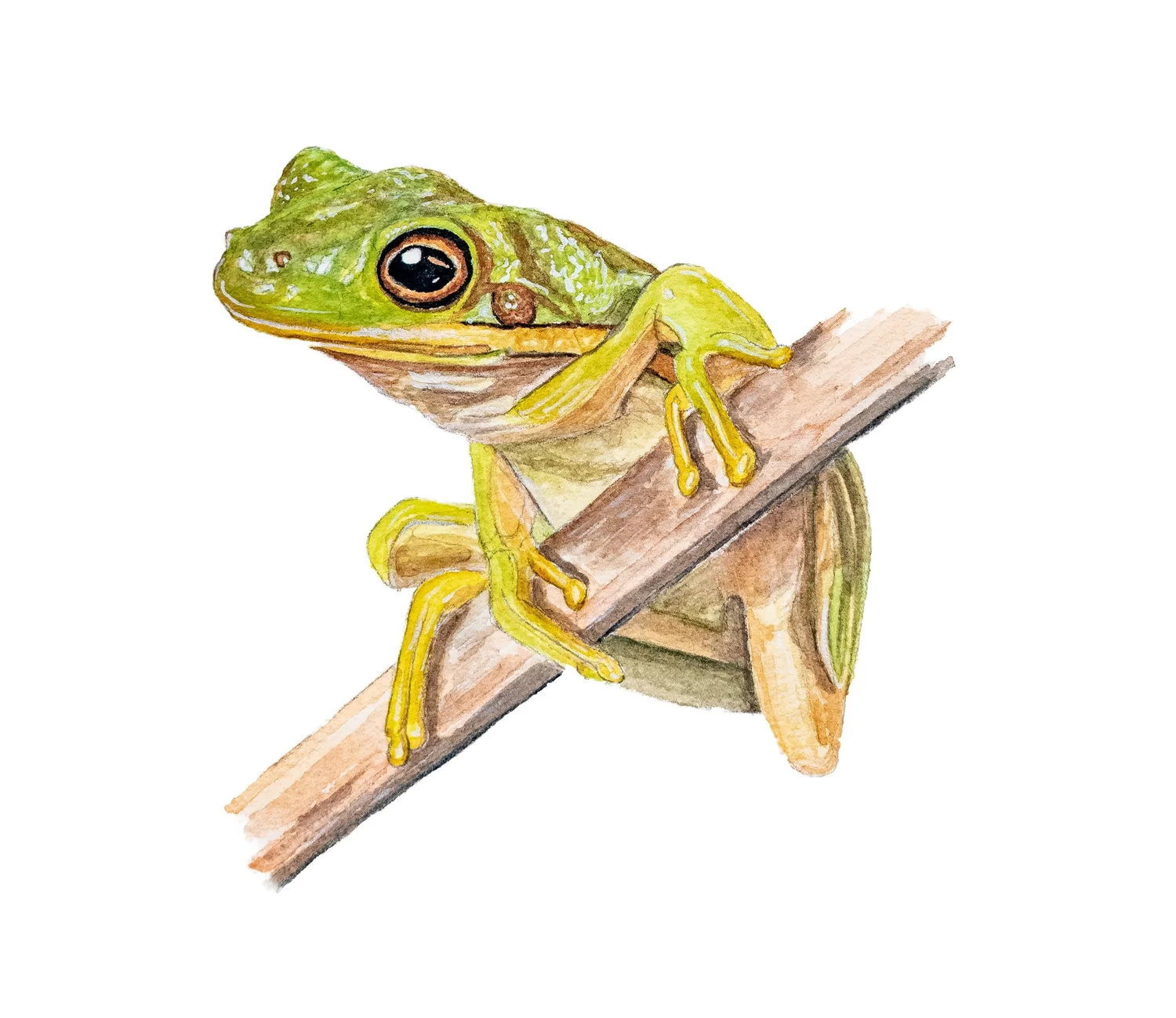 Cute Tree Frogs Drawing