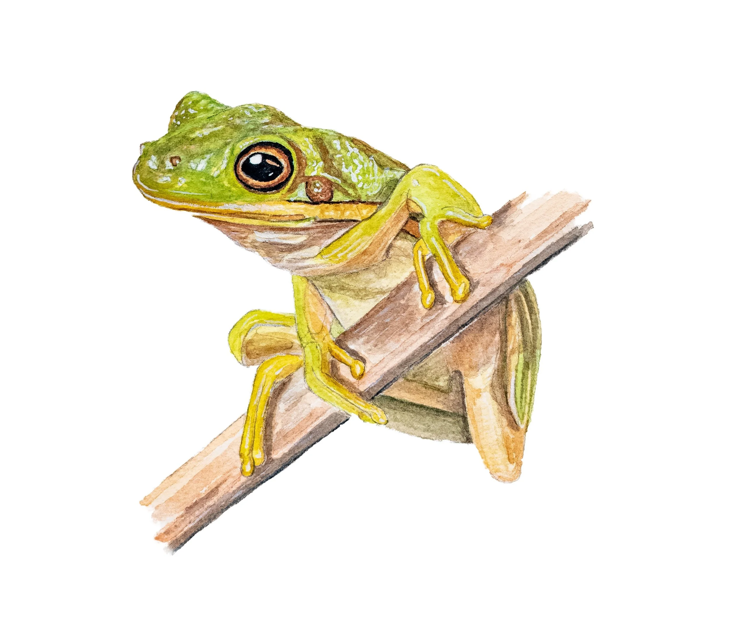 Green Tree Frog Drawing