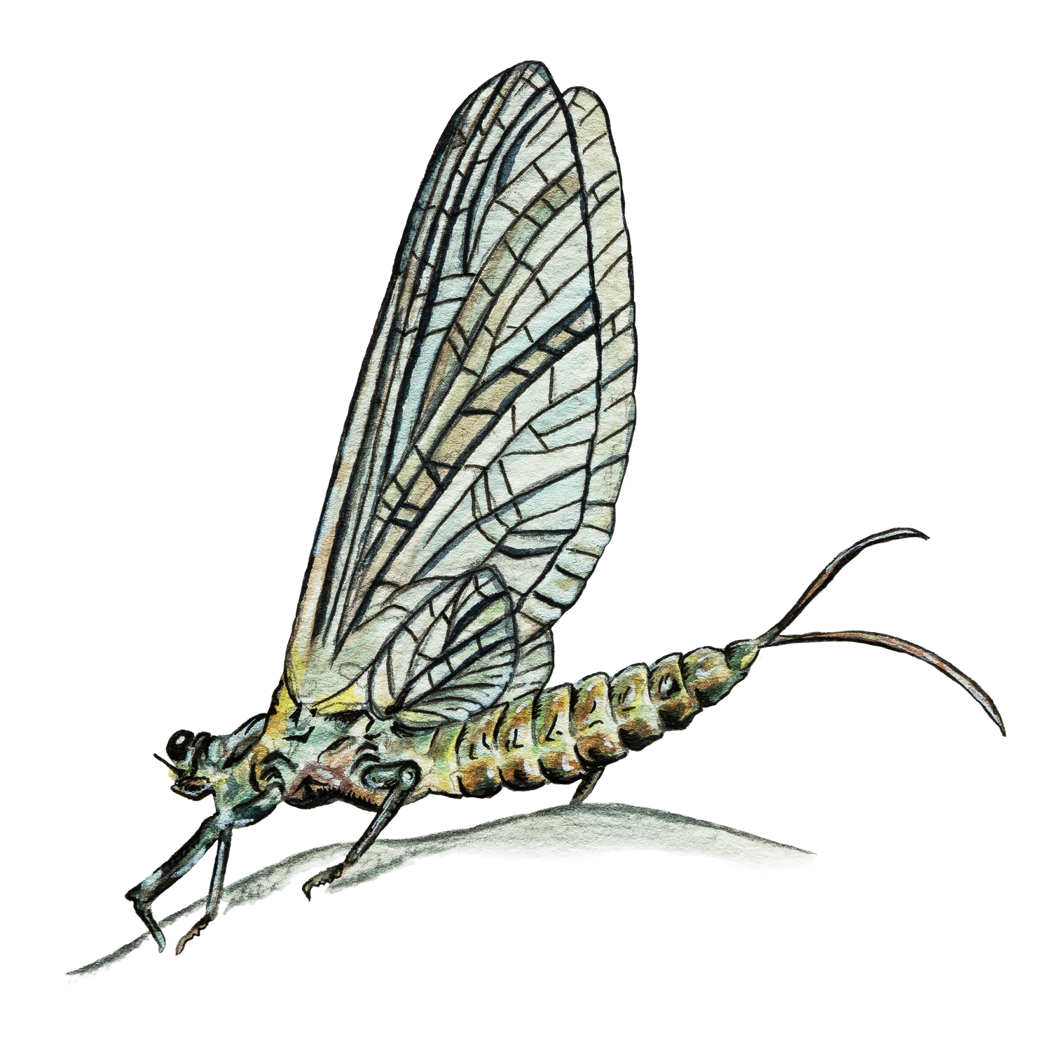 Mayfly Drawing