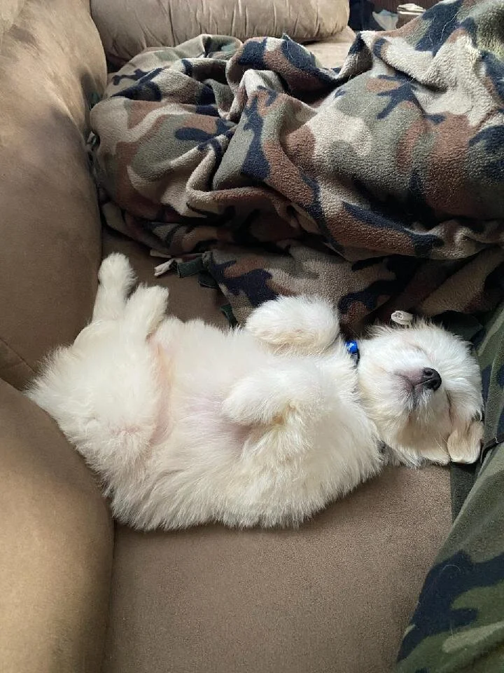 Wall of Puppies — Heritage Puppies