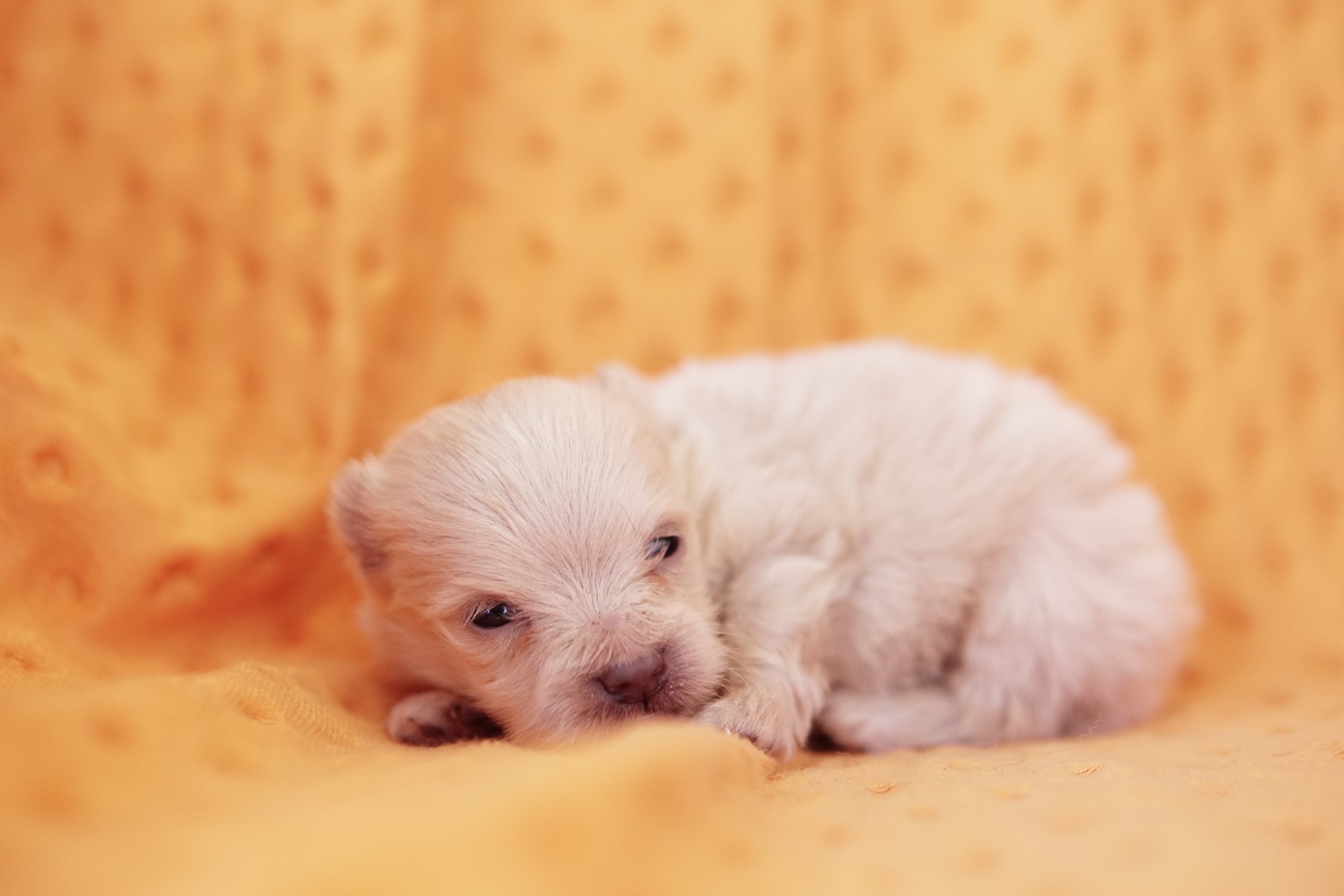 pom cross — Heritage Puppies