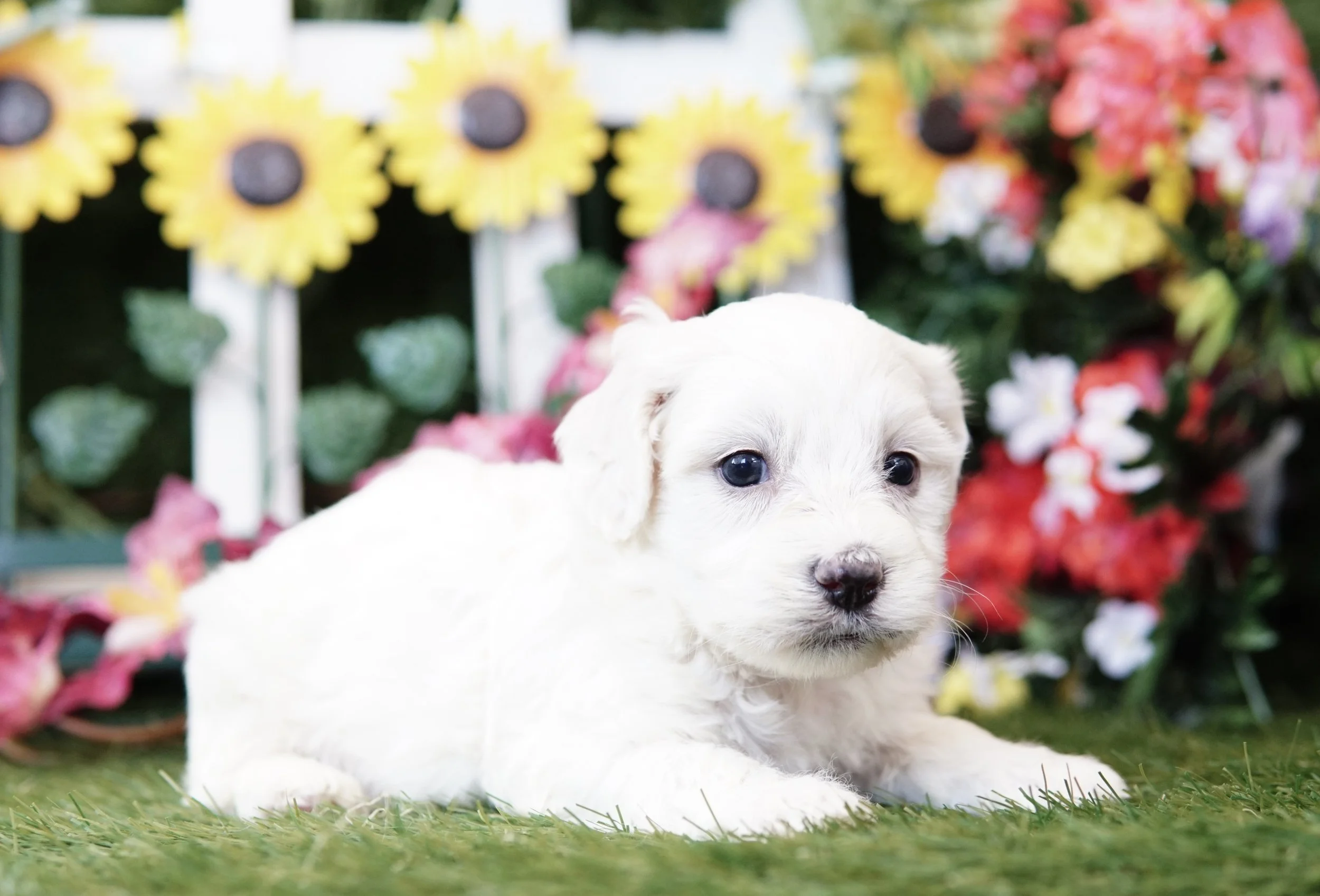 Cairn — Heritage Puppies