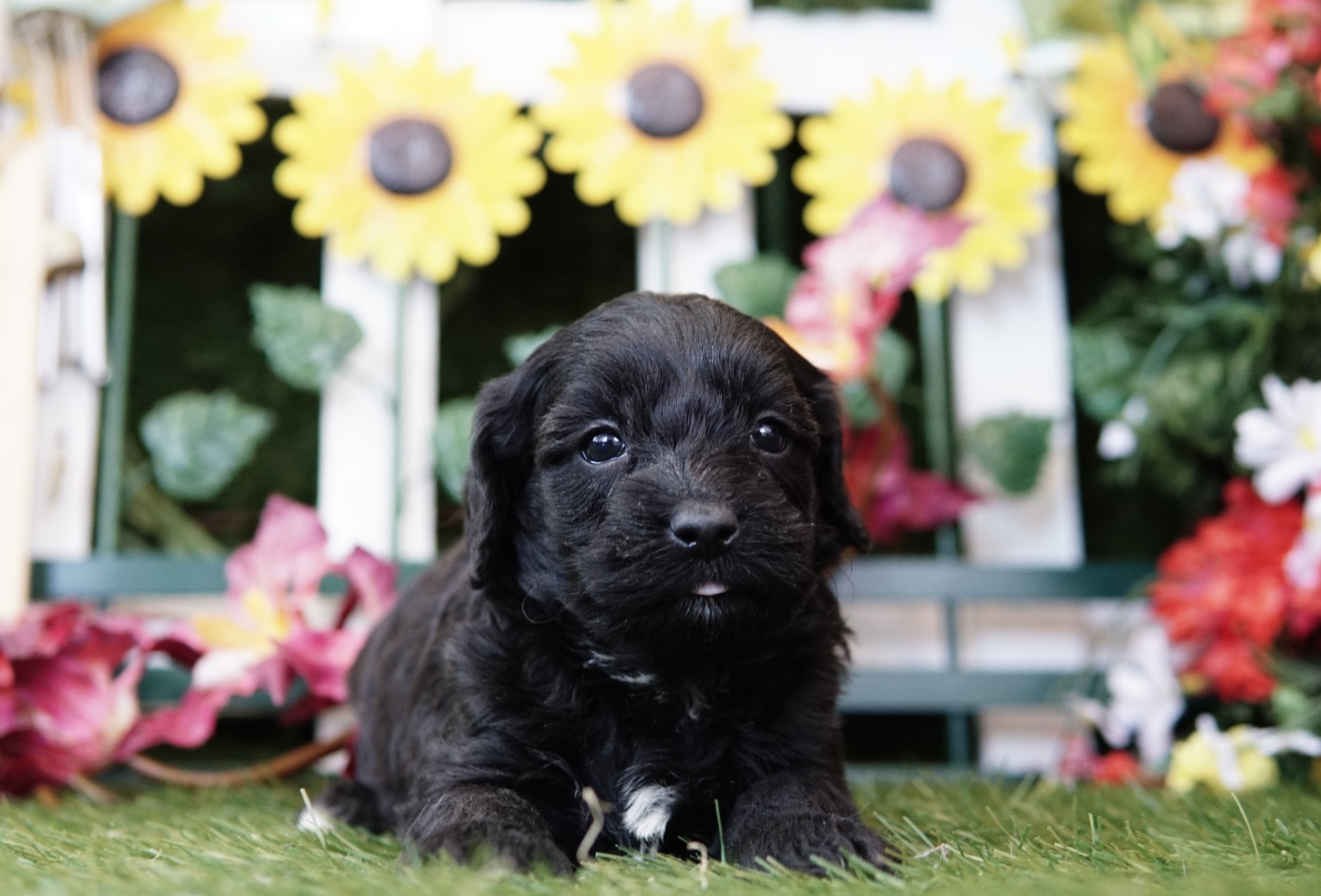 Cairn — Heritage Puppies