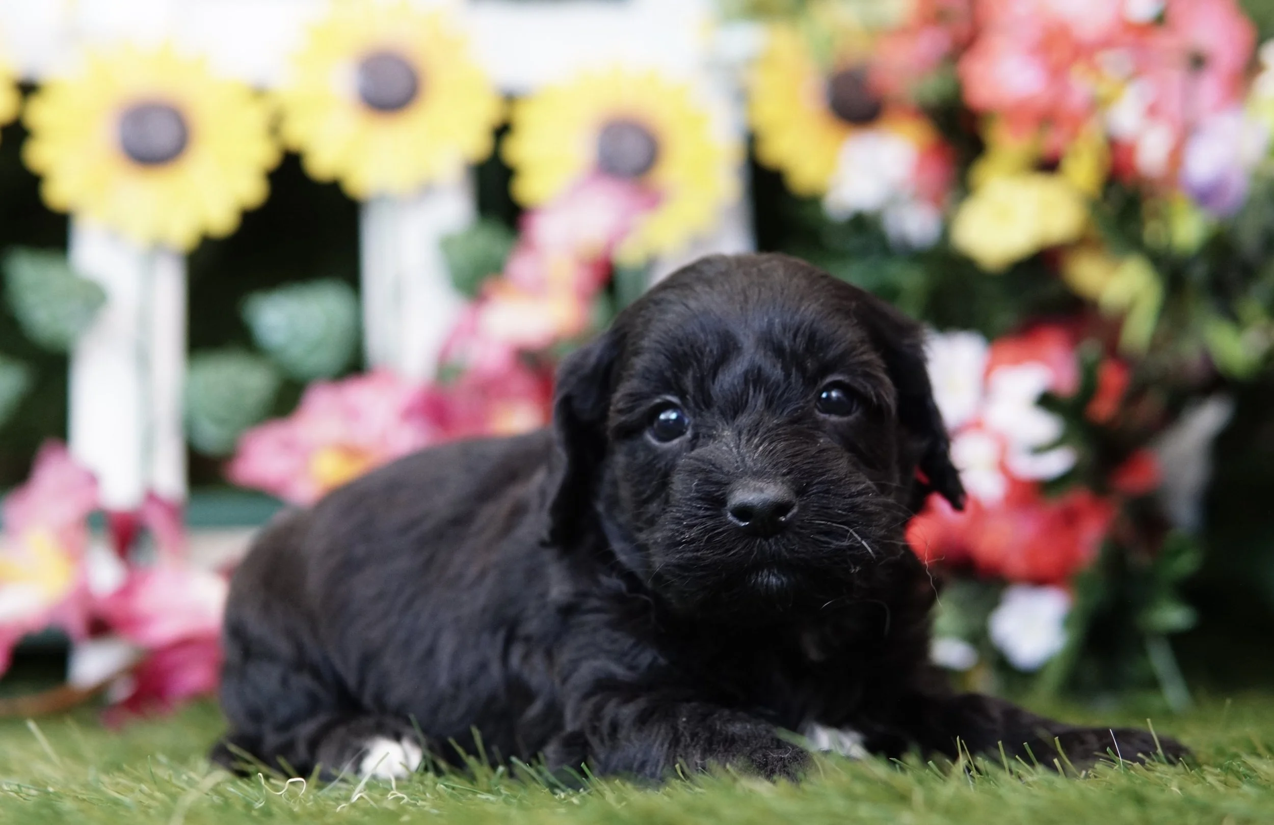 Cairn — Heritage Puppies