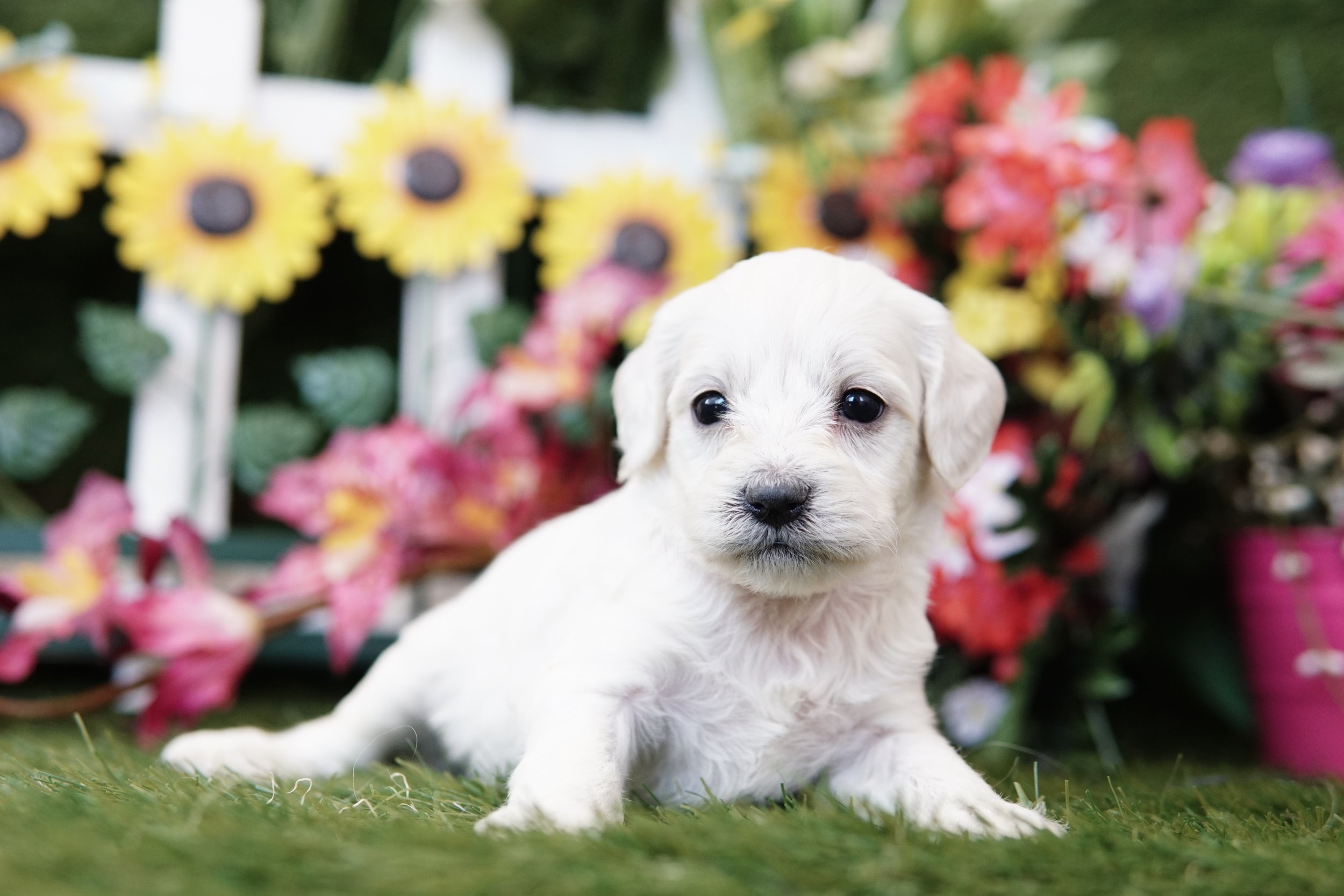 Cairn — Heritage Puppies