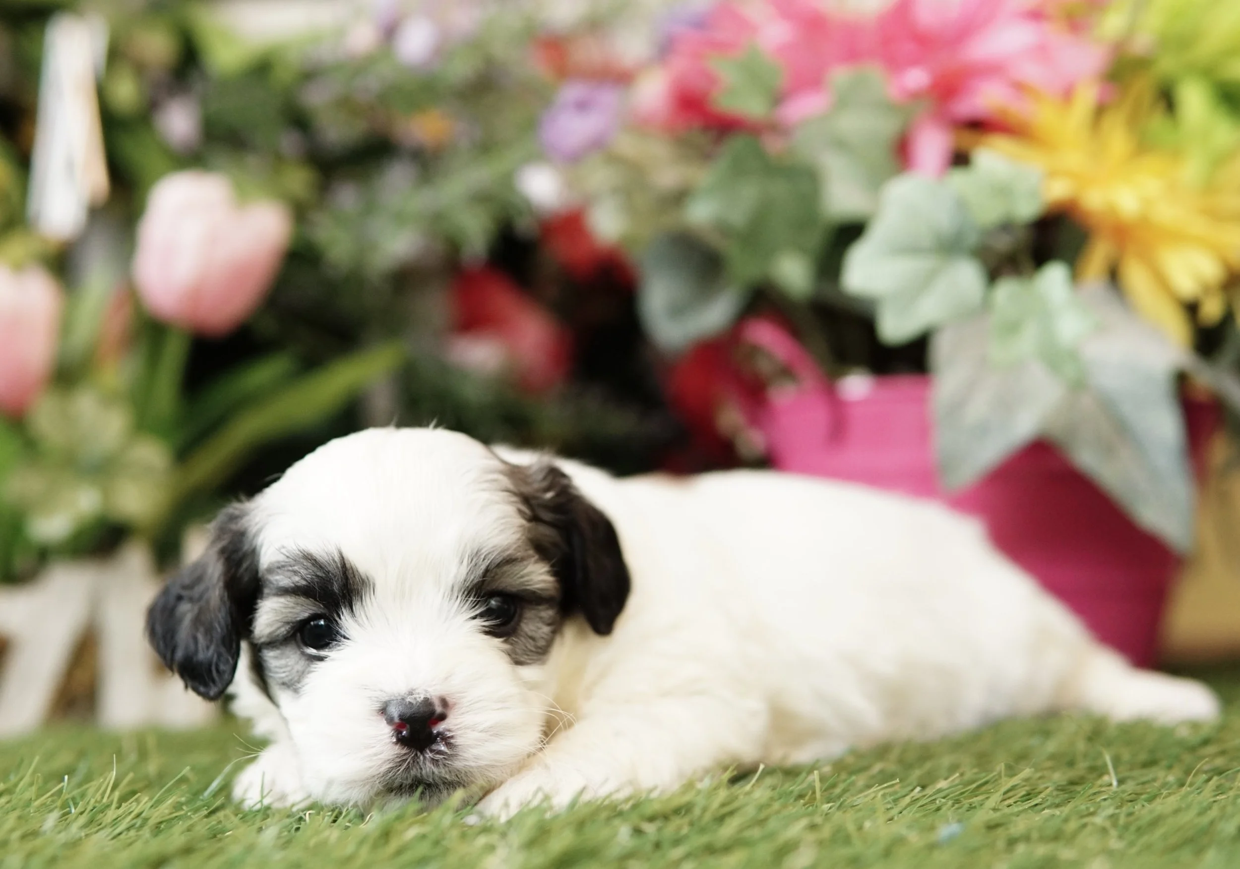 Silky Terrier — Heritage Puppies