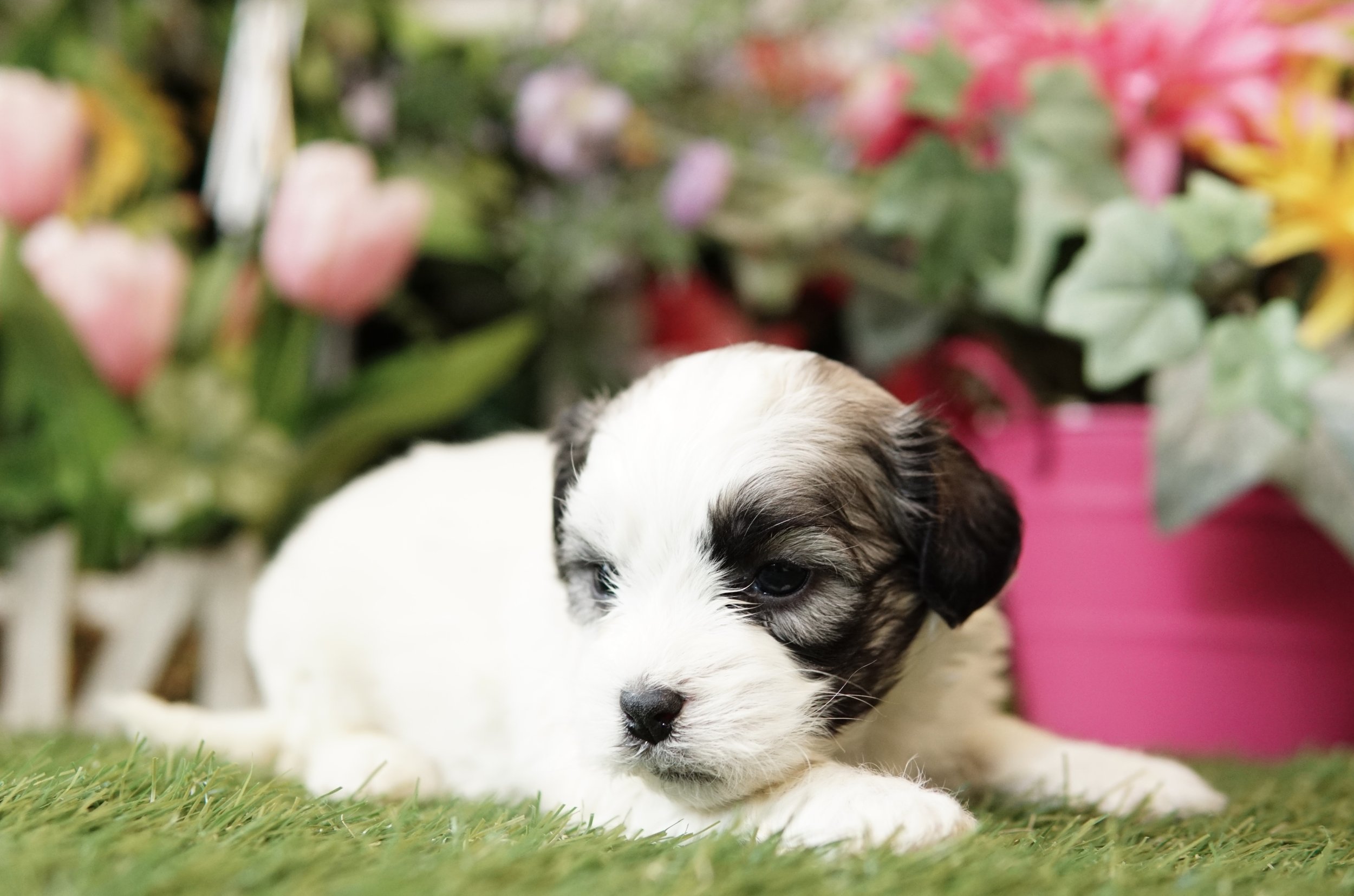 Silky Terrier — Heritage Puppies