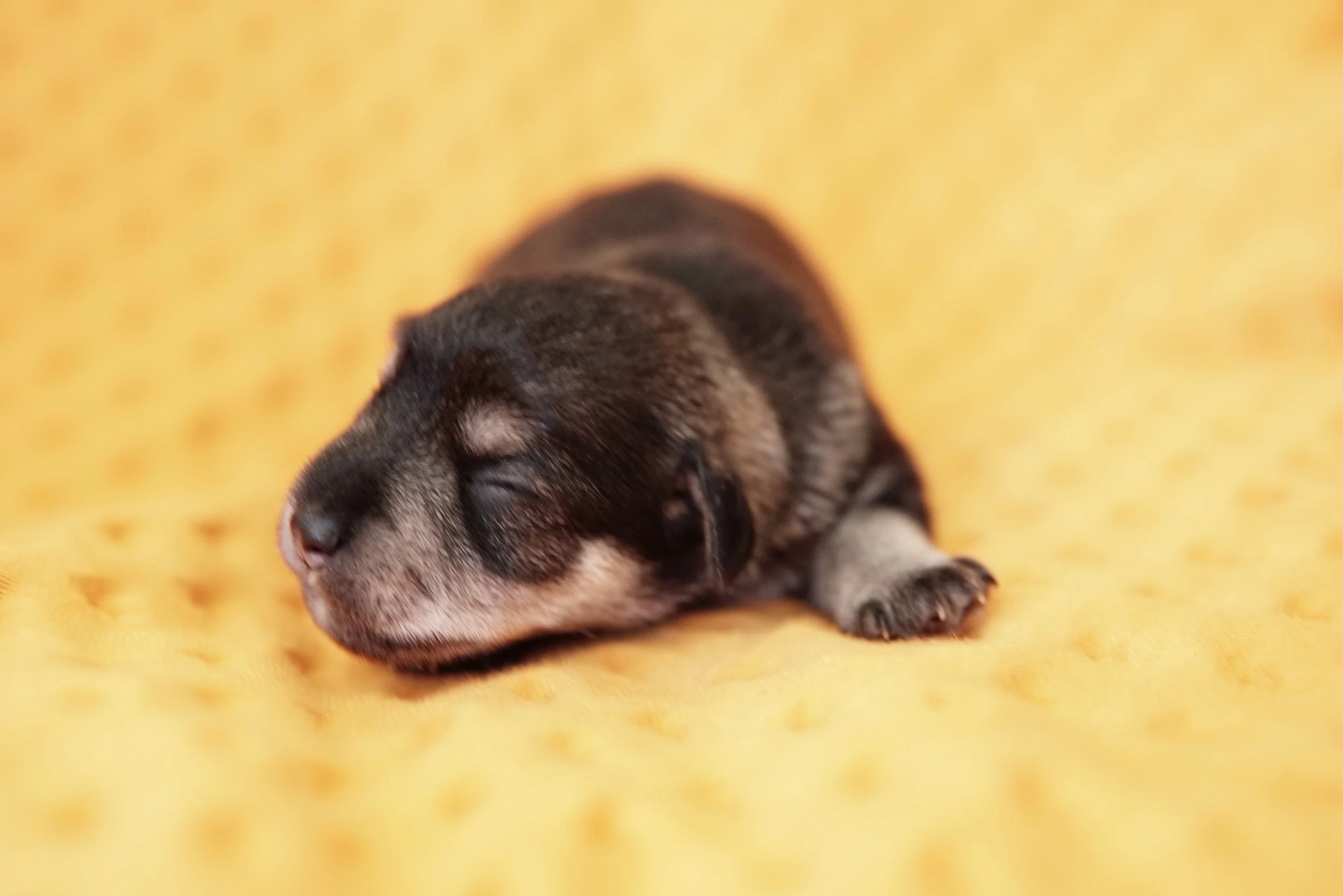 Paperanian Puppy