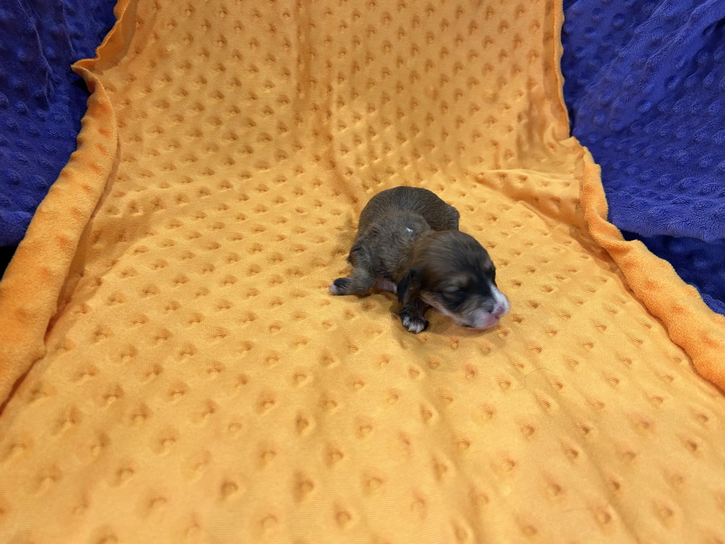 Cockapoo — Heritage Puppies