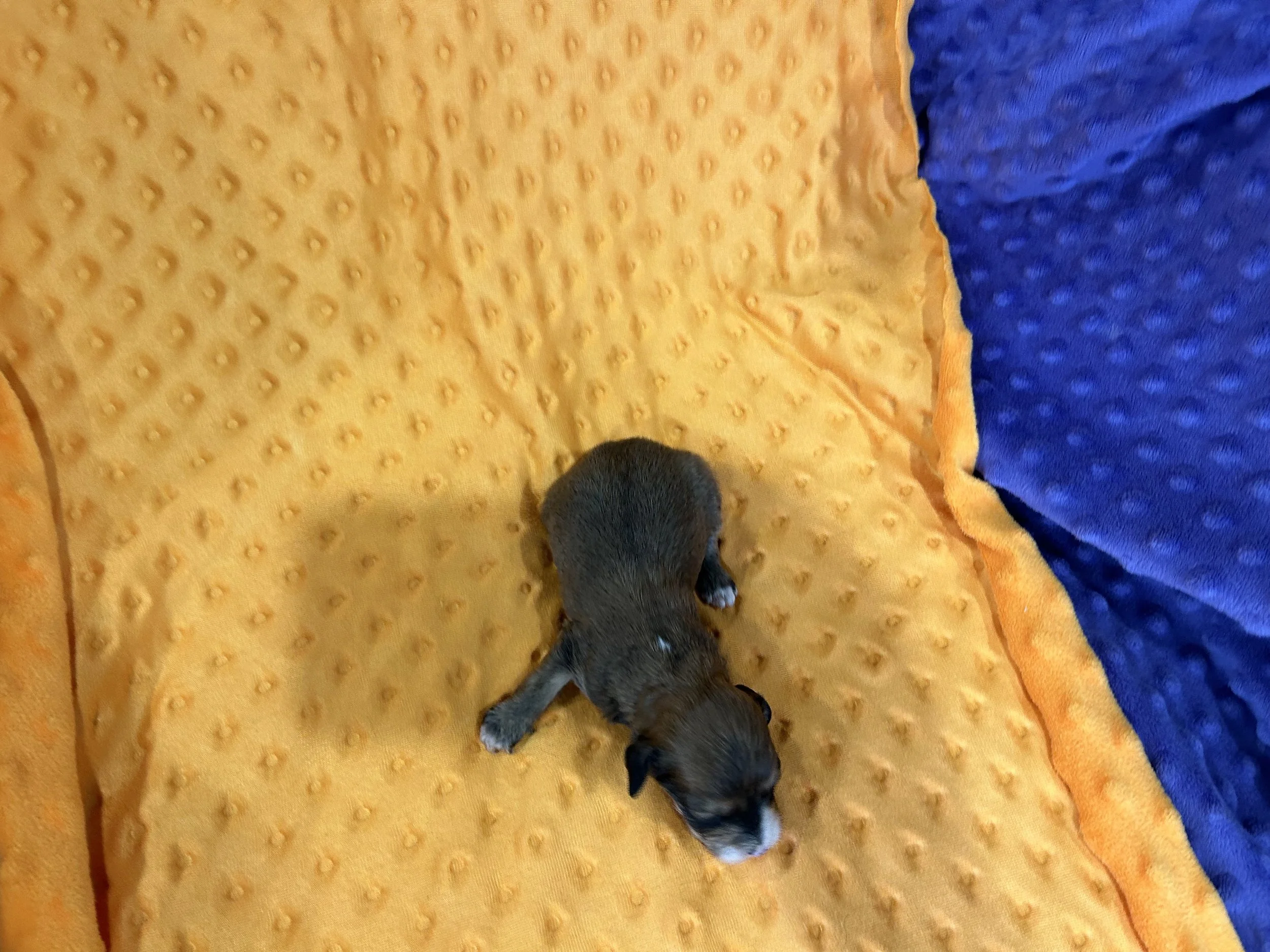 Cockapoo — Heritage Puppies